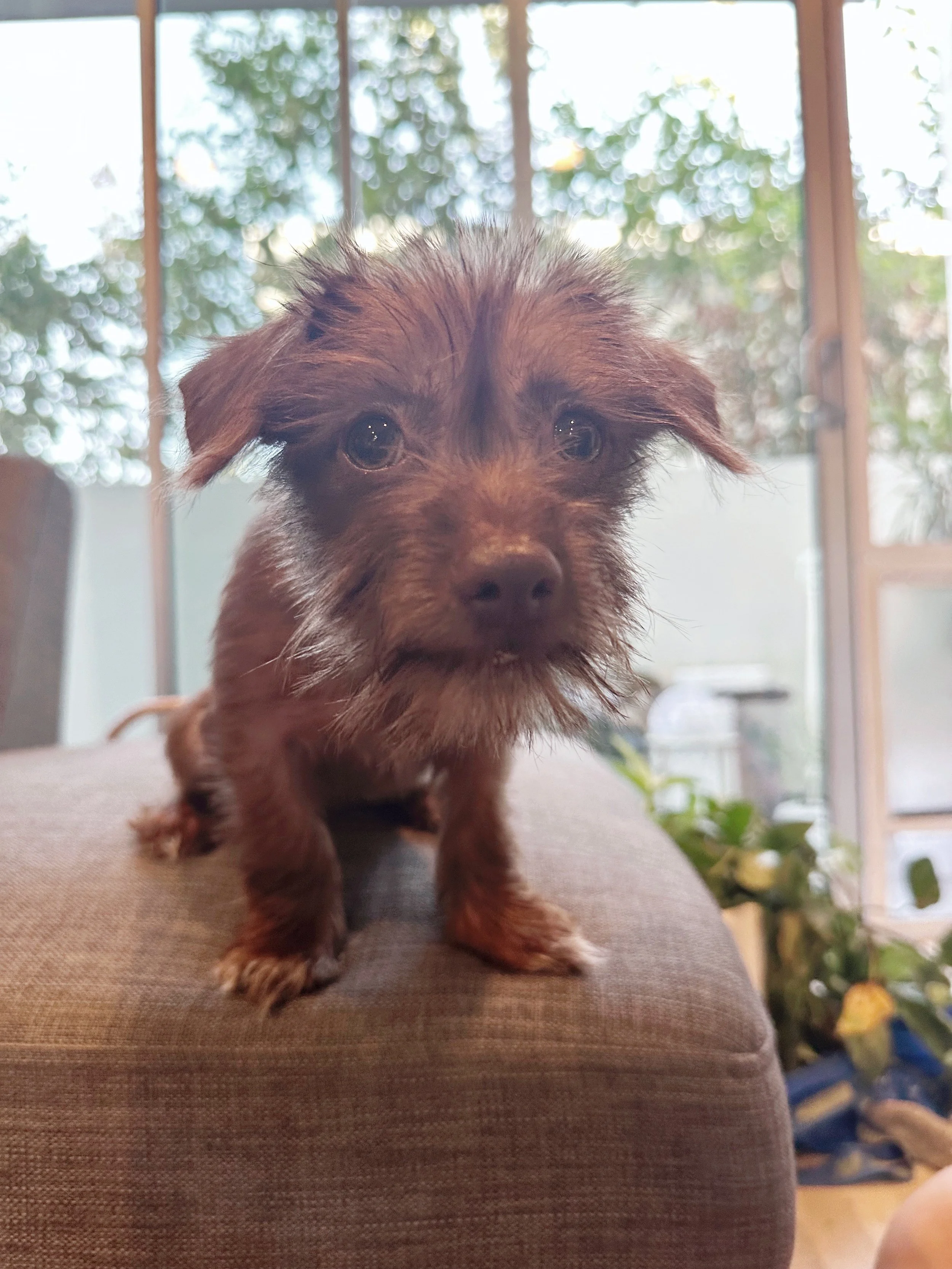 Available Dogs Los Angeles — Wags and Walks