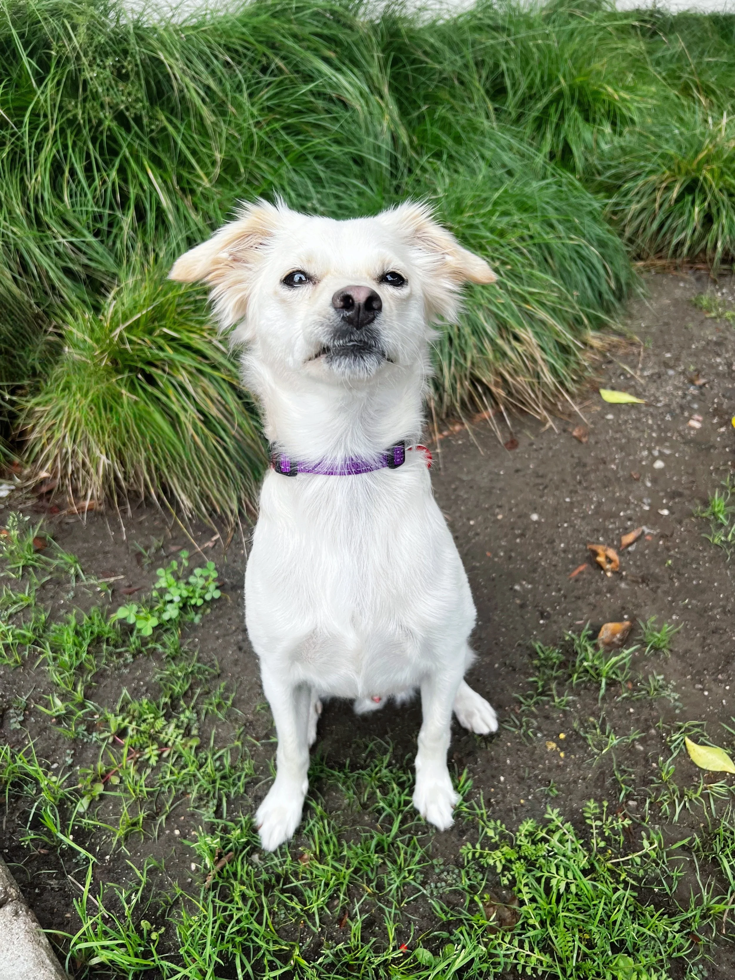 Adoptable Dogs Los Angeles — Wags and Walks
