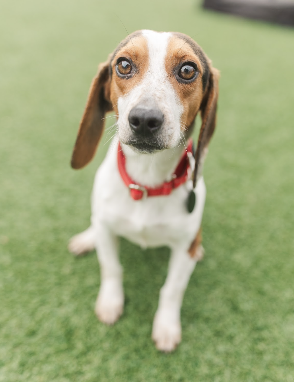 Adopt - Nashville — Wags and Walks