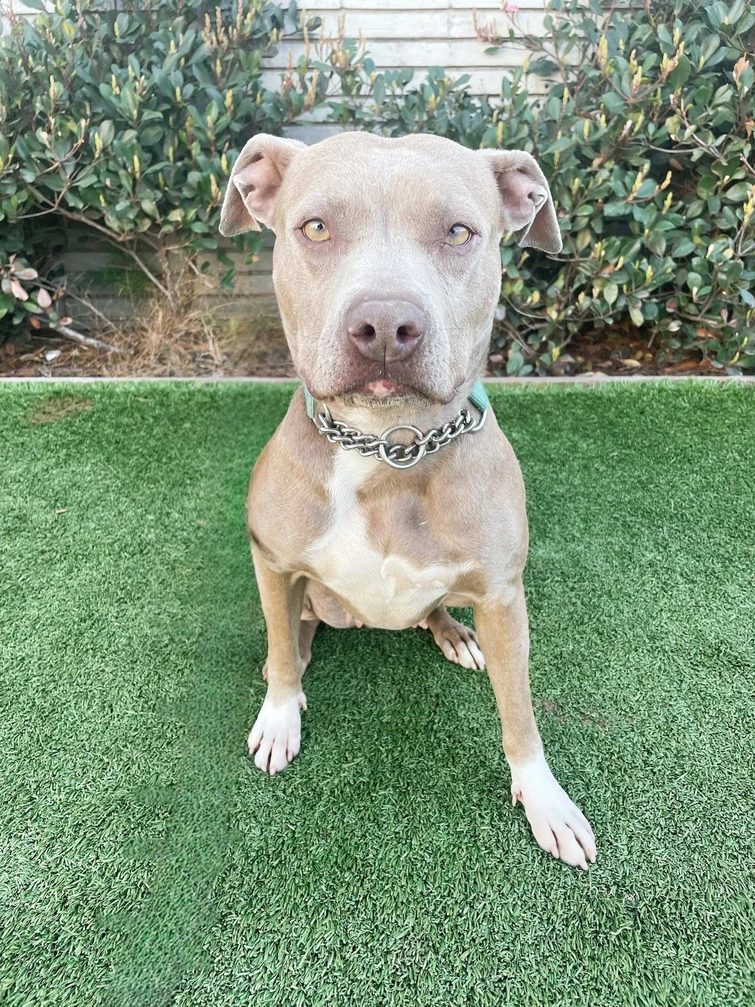 Adoptable Dogs Los Angeles — Wags and Walks