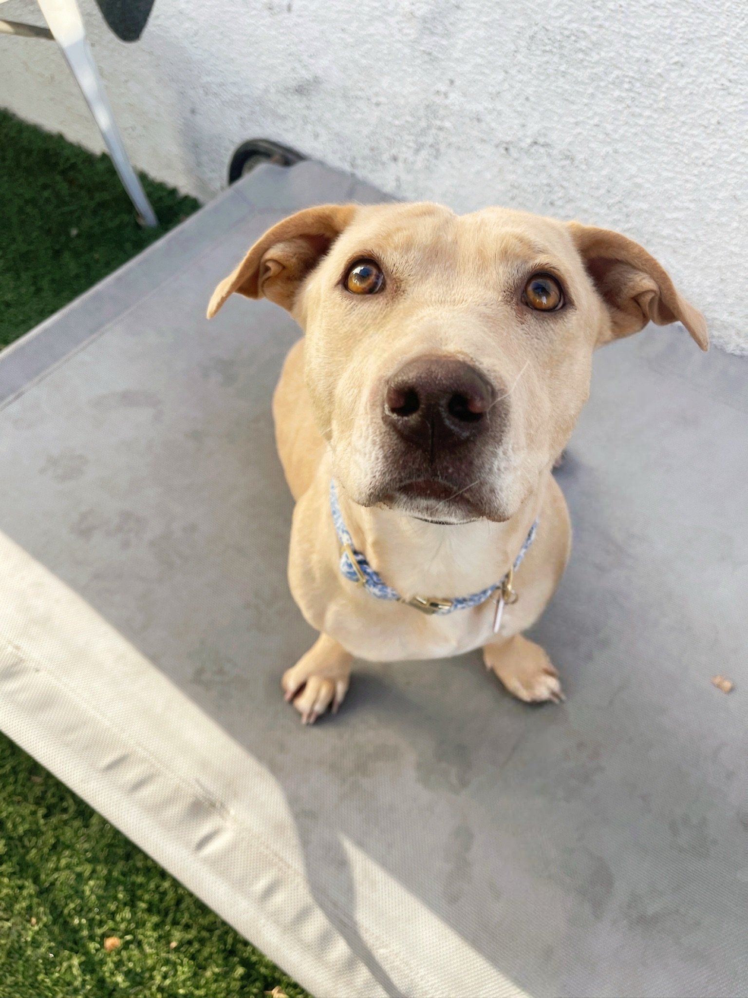 Adopt - LA — Wags and Walks