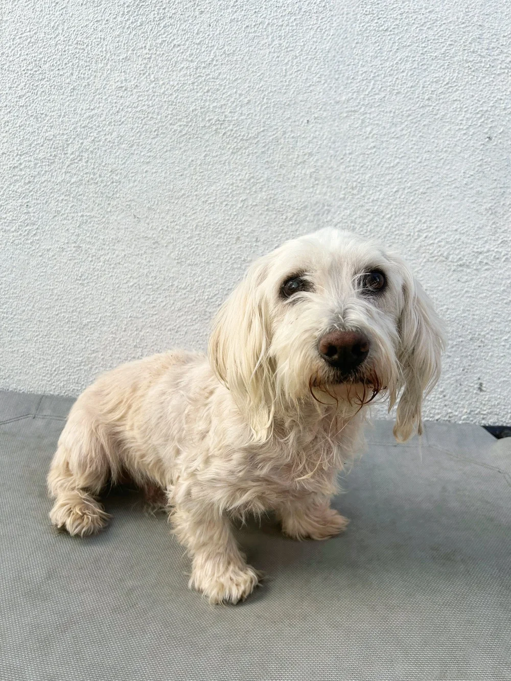 Available Dogs Los Angeles — Wags and Walks