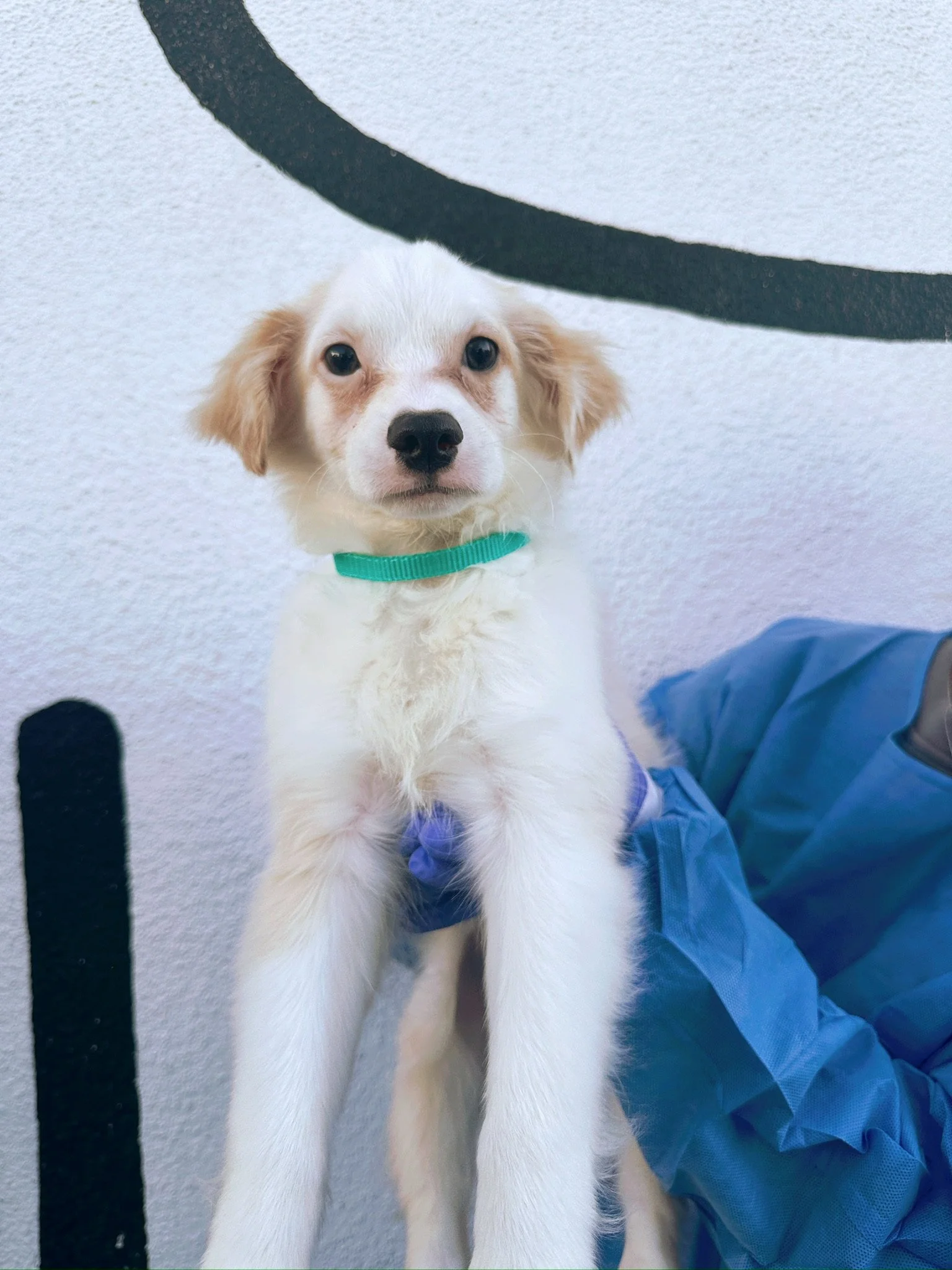 Adopt - LA — Wags and Walks