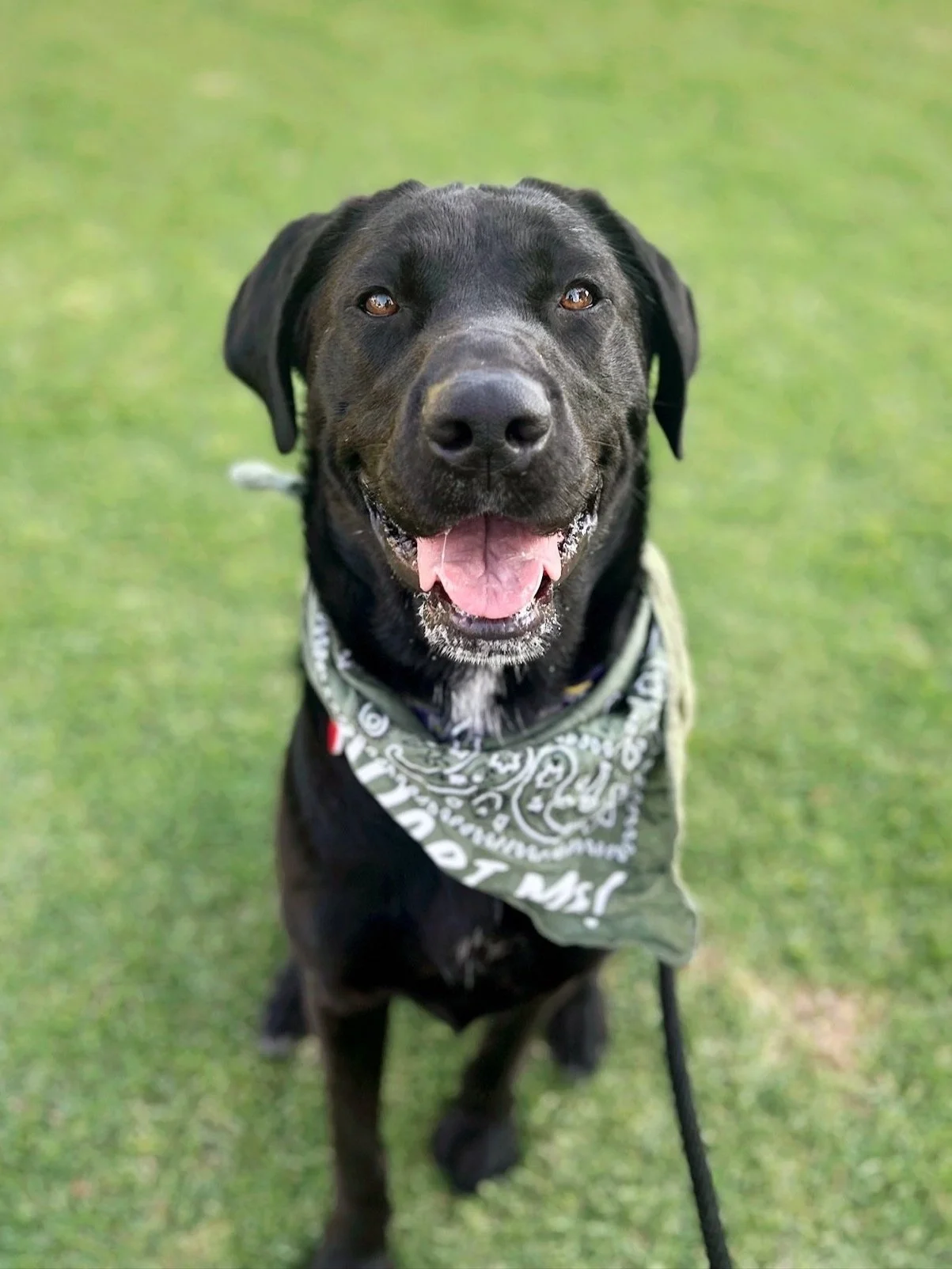 Adopt - LA — Wags and Walks