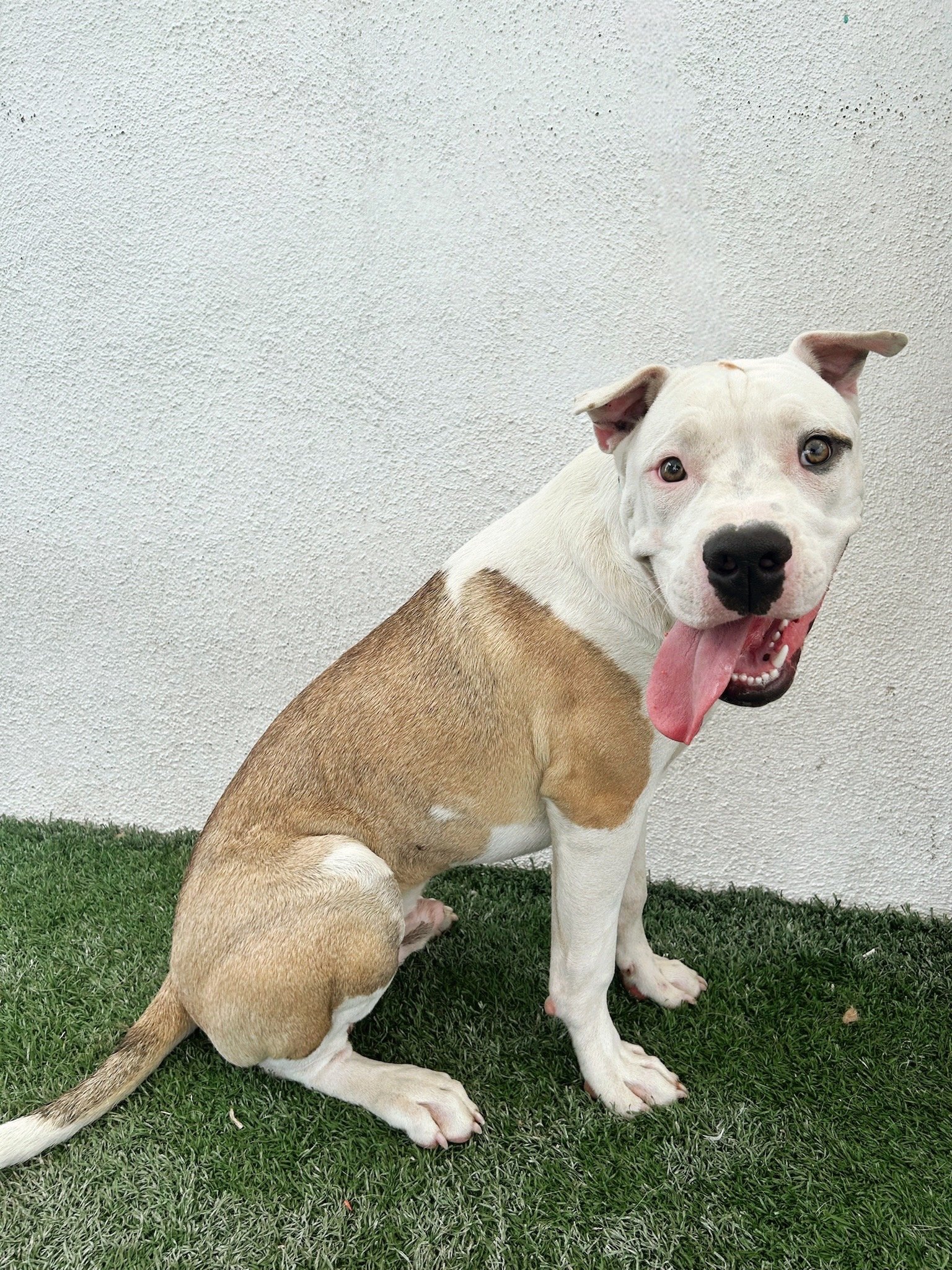 Available Dogs Los Angeles — Wags and Walks