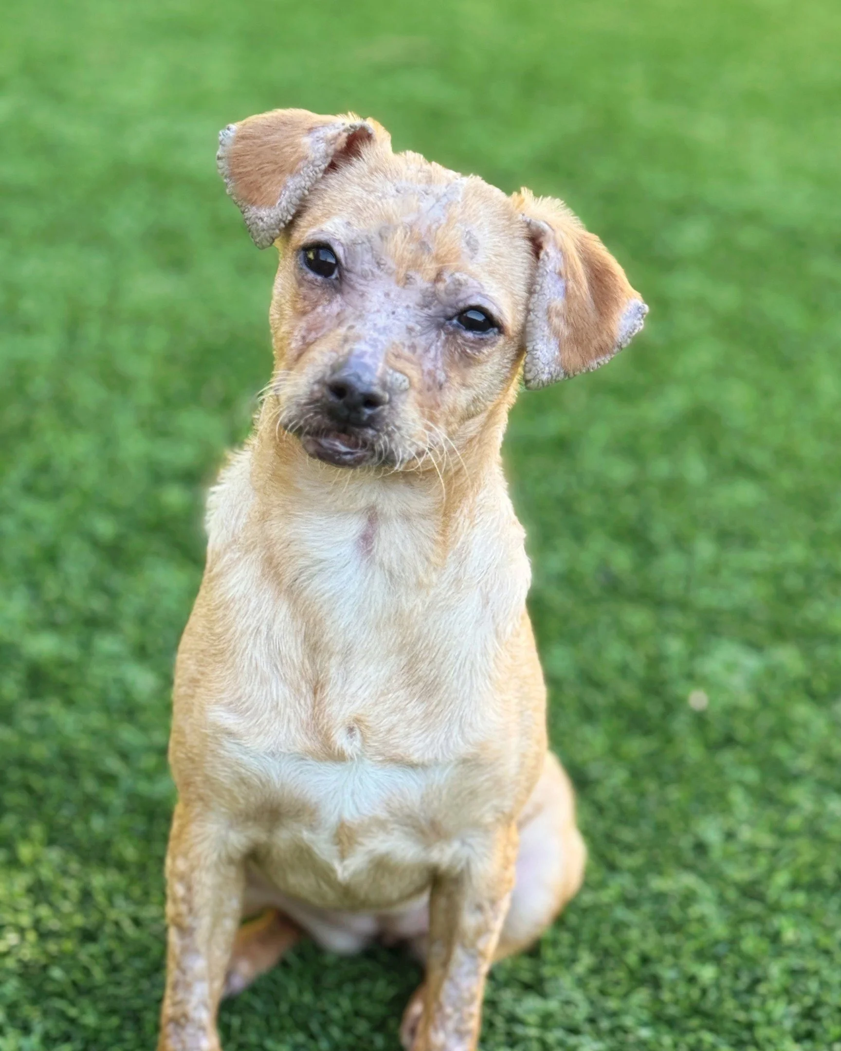 Adopt - LA — Wags and Walks