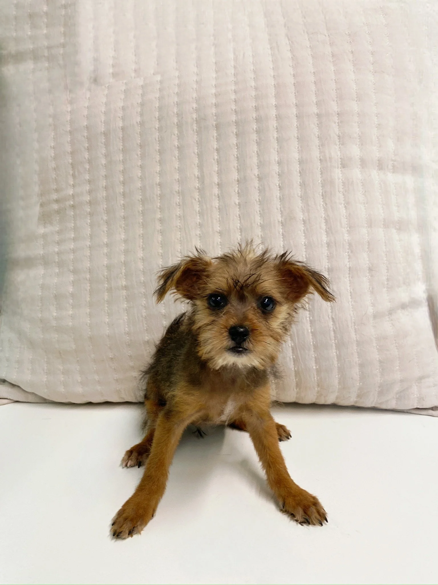 Adopt - LA — Wags and Walks