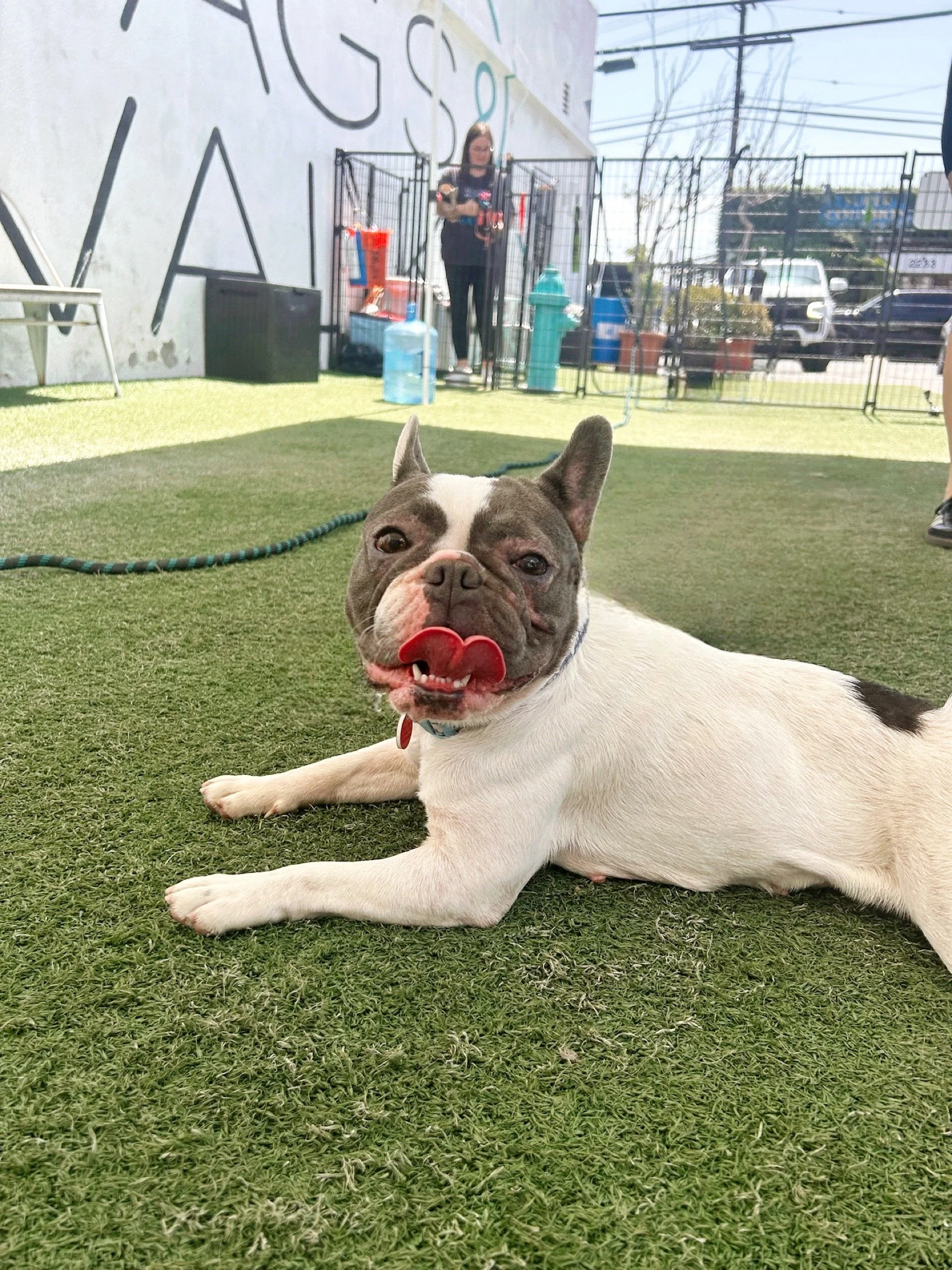 Available Dogs Los Angeles — Wags and Walks