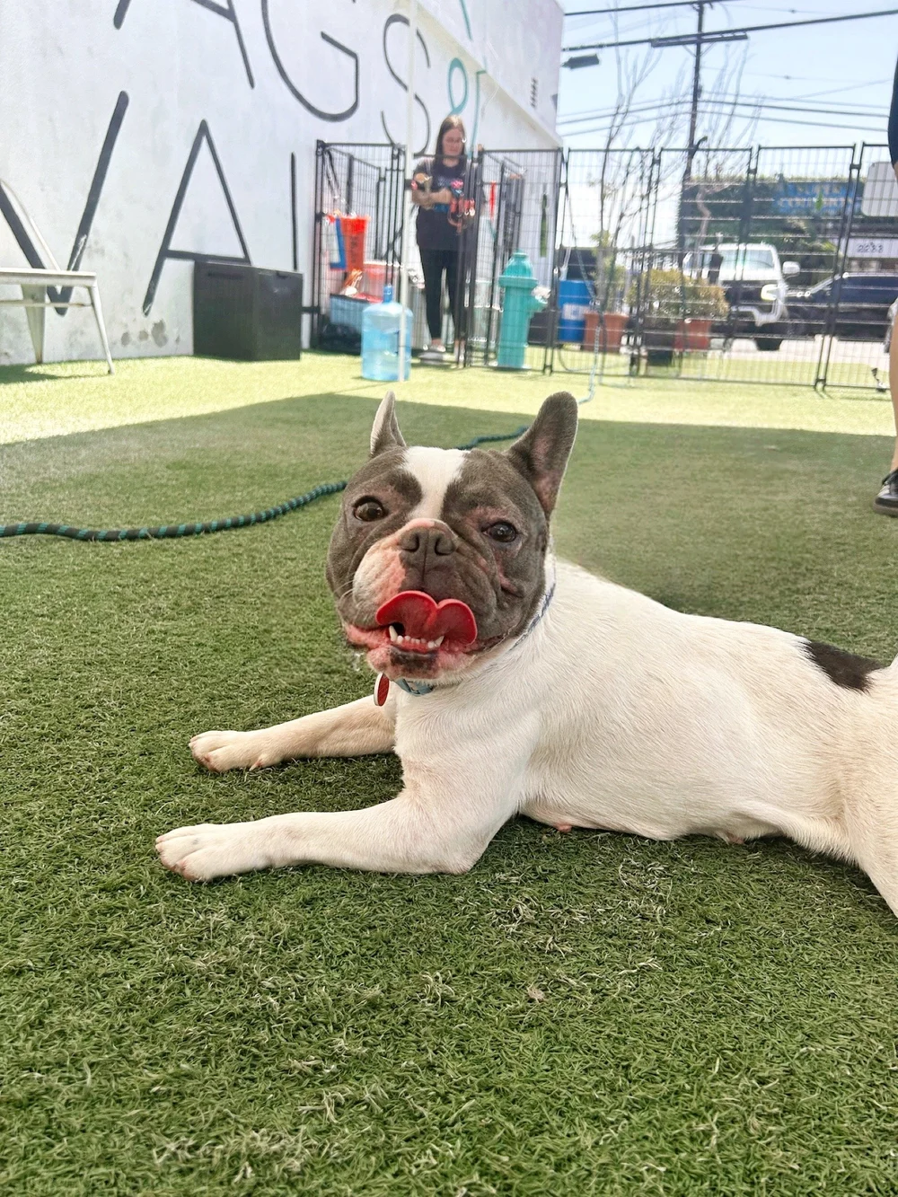 Available Dogs Los Angeles — Wags and Walks