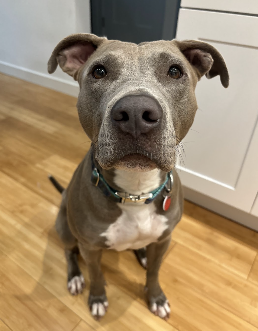 Adoptable Dogs Los Angeles — Wags and Walks