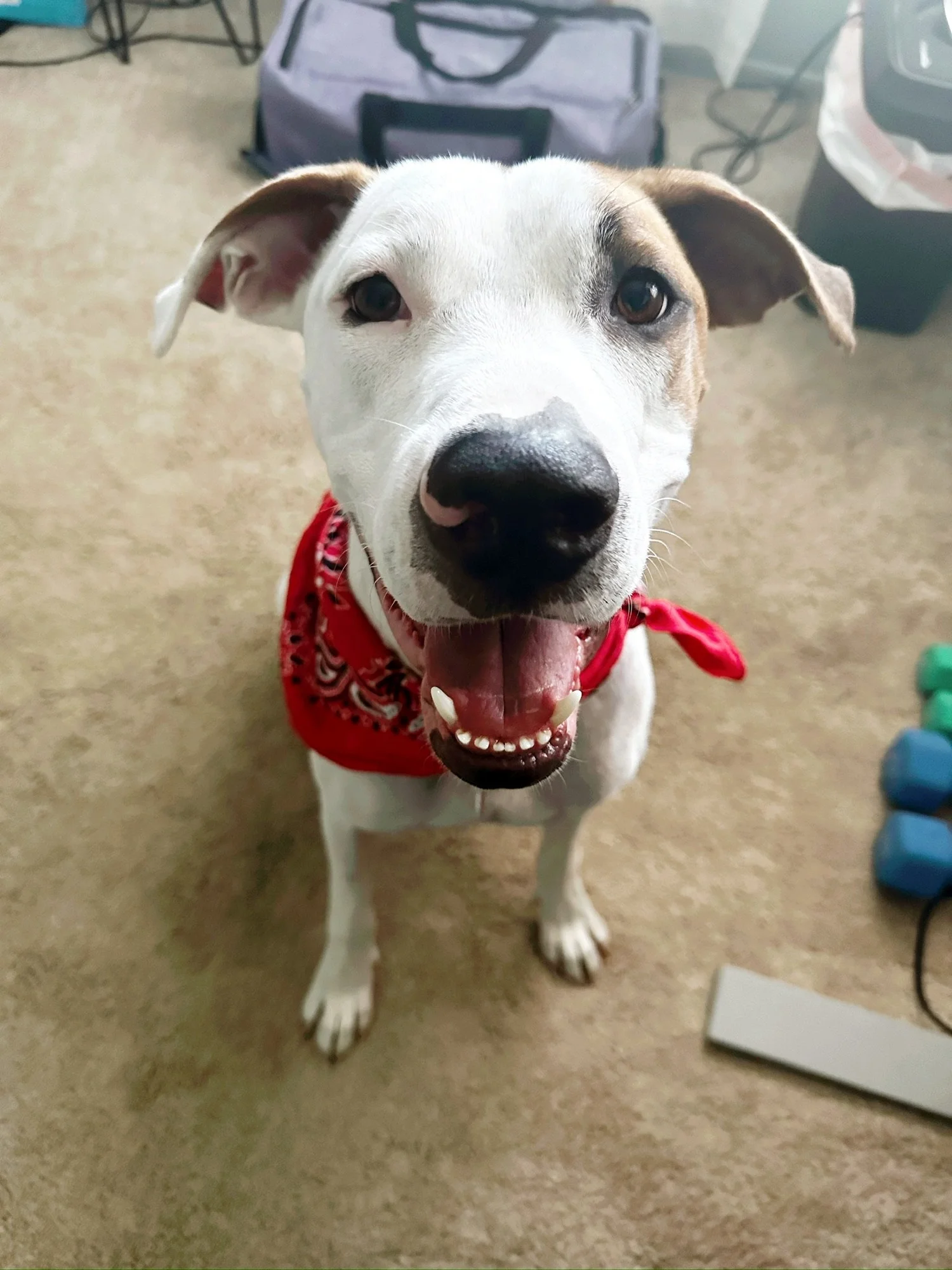 Available Dogs Los Angeles — Wags and Walks