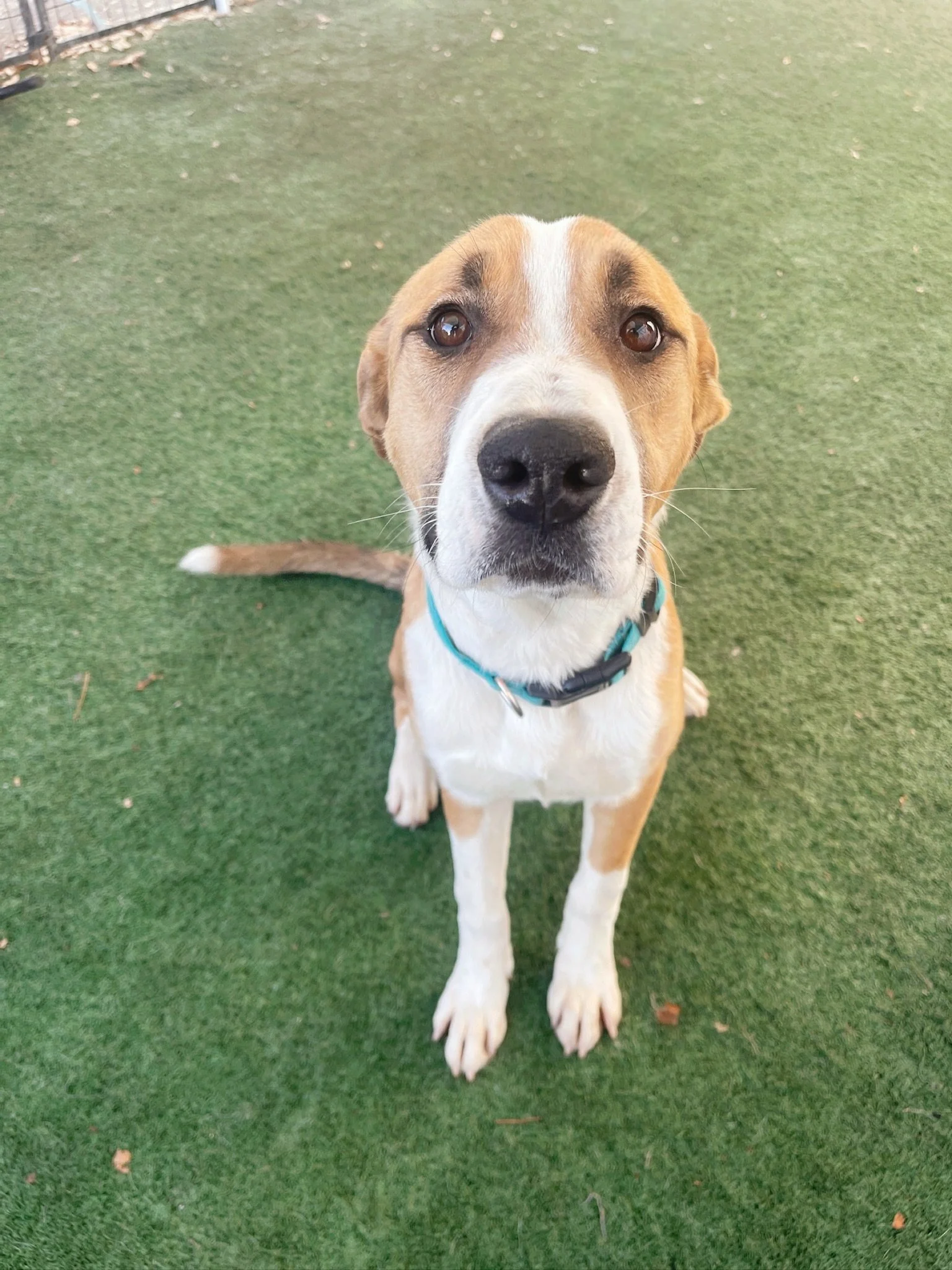 Adopt - LA — Wags and Walks