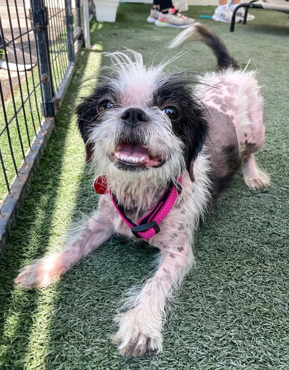 Available Dogs Los Angeles — Wags and Walks