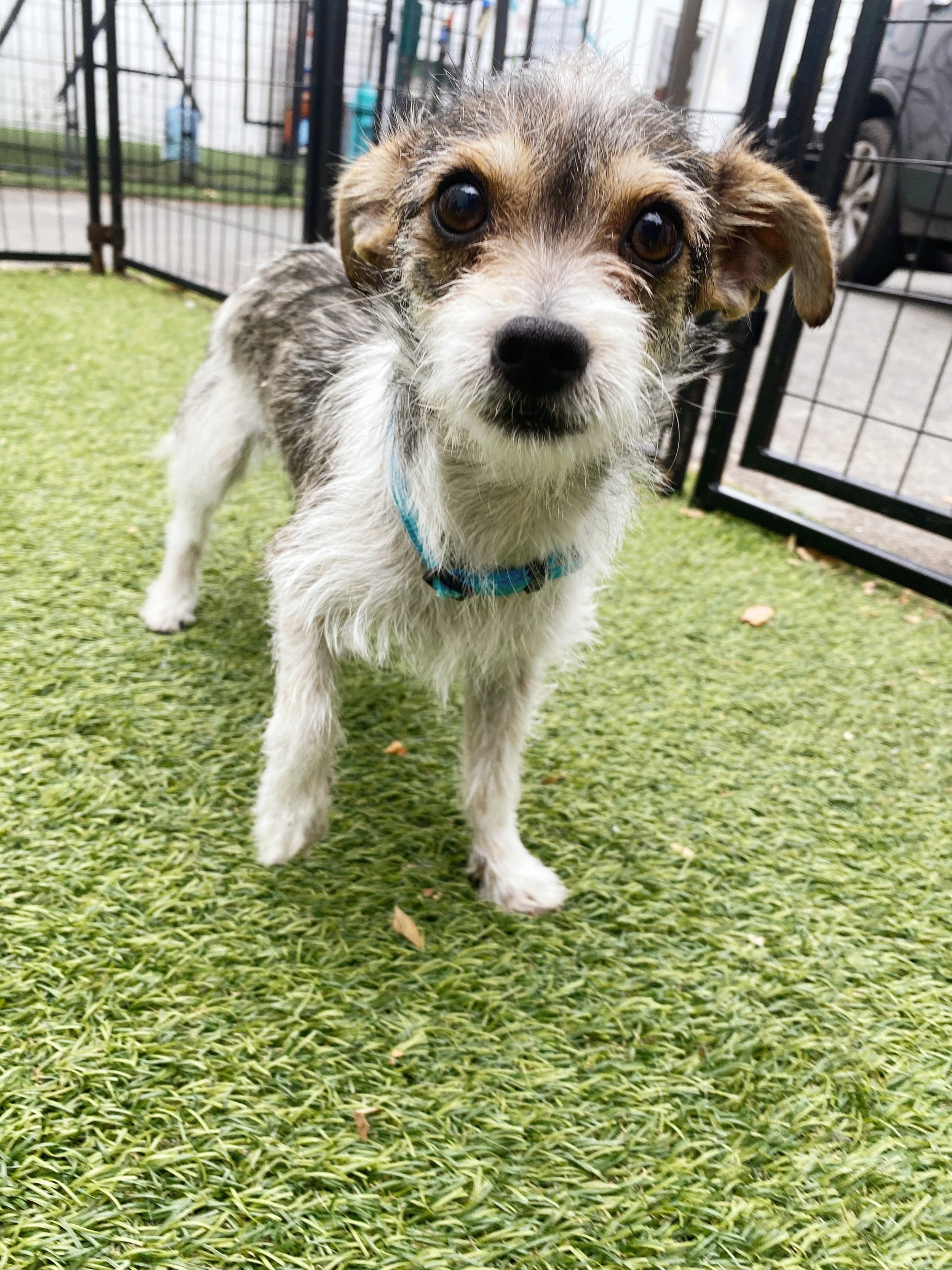 Adopt - LA — Wags and Walks