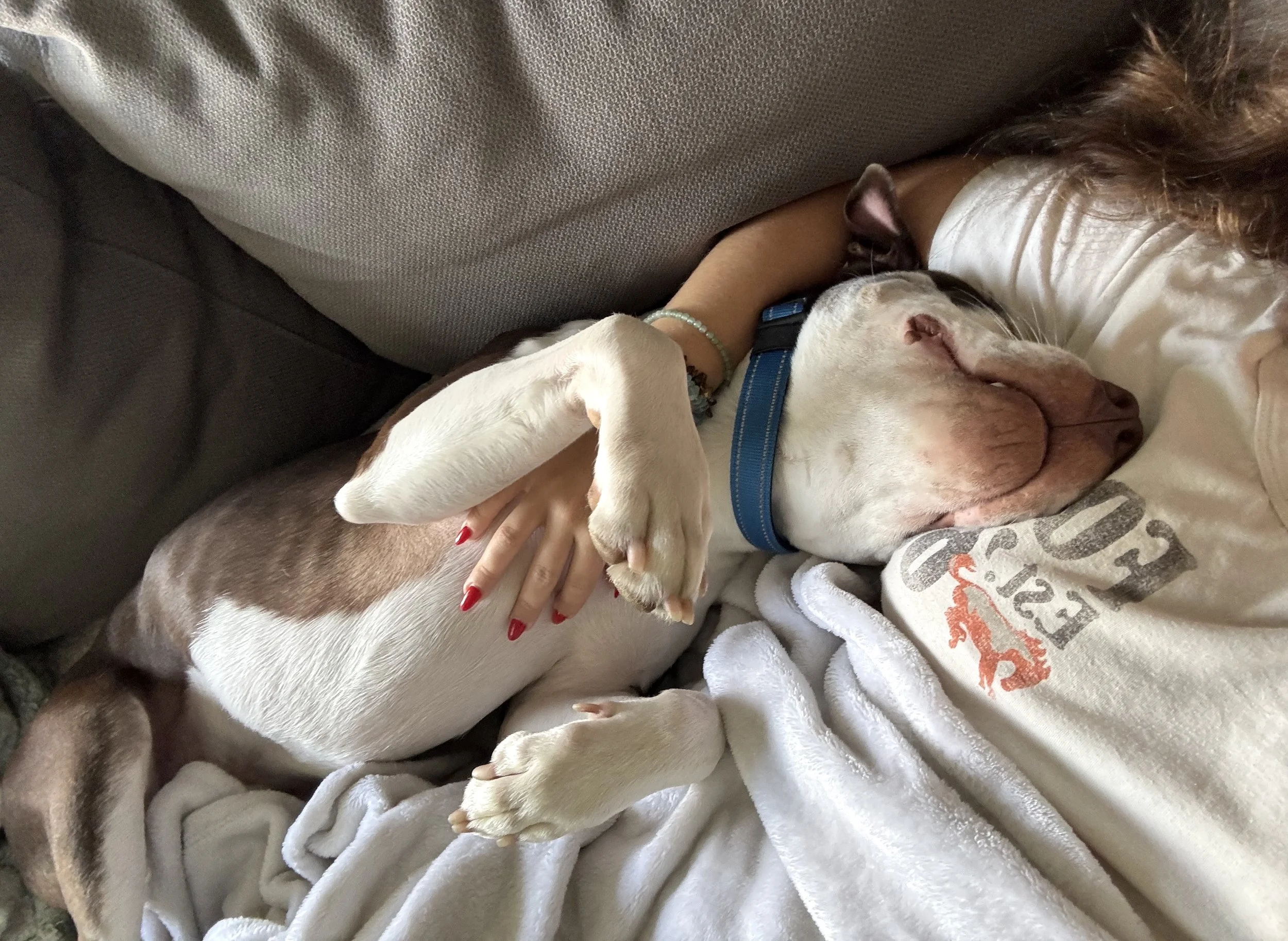 Adoptable Dogs Los Angeles — Wags and Walks