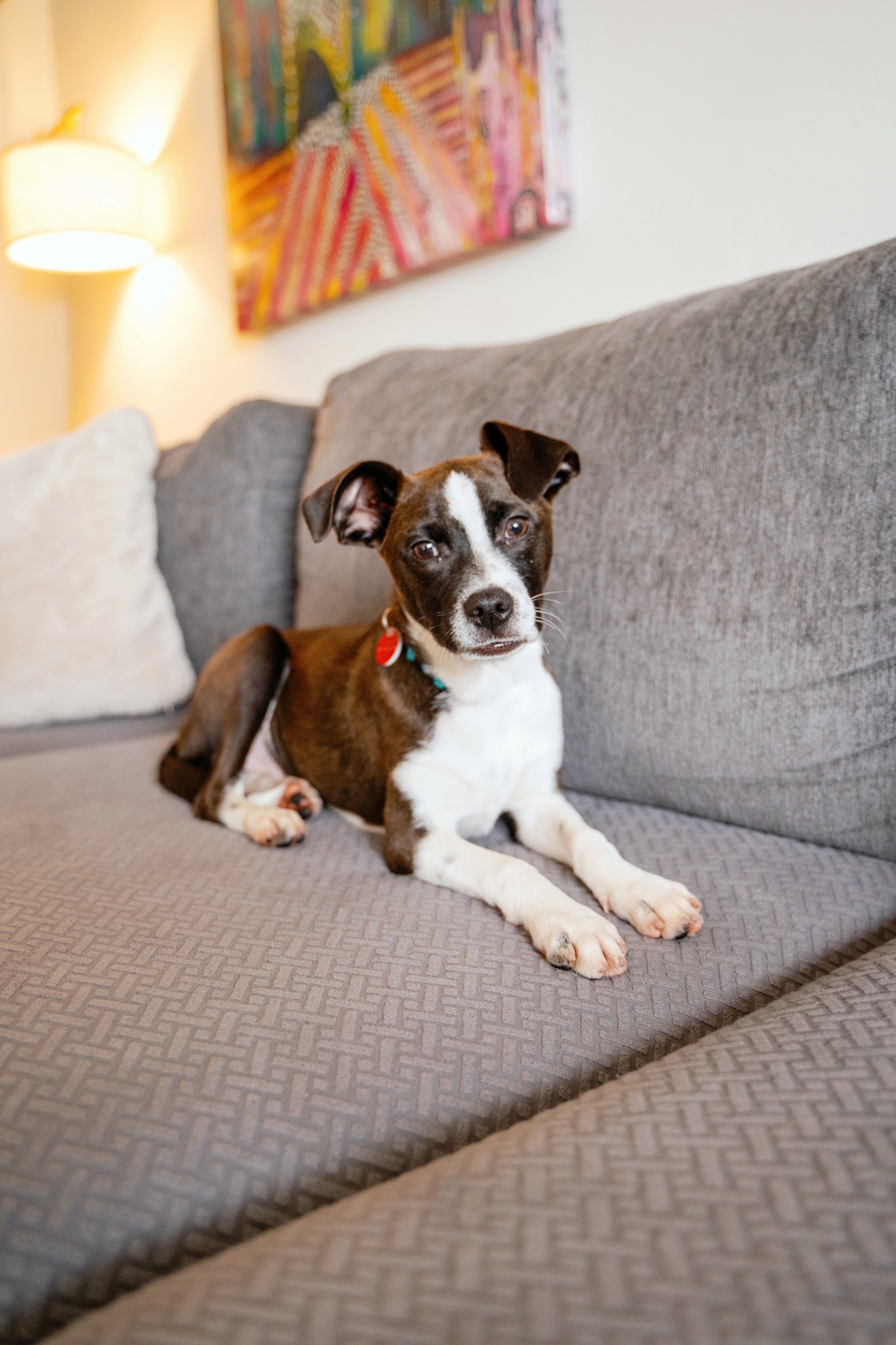 Adopt - LA — Wags and Walks