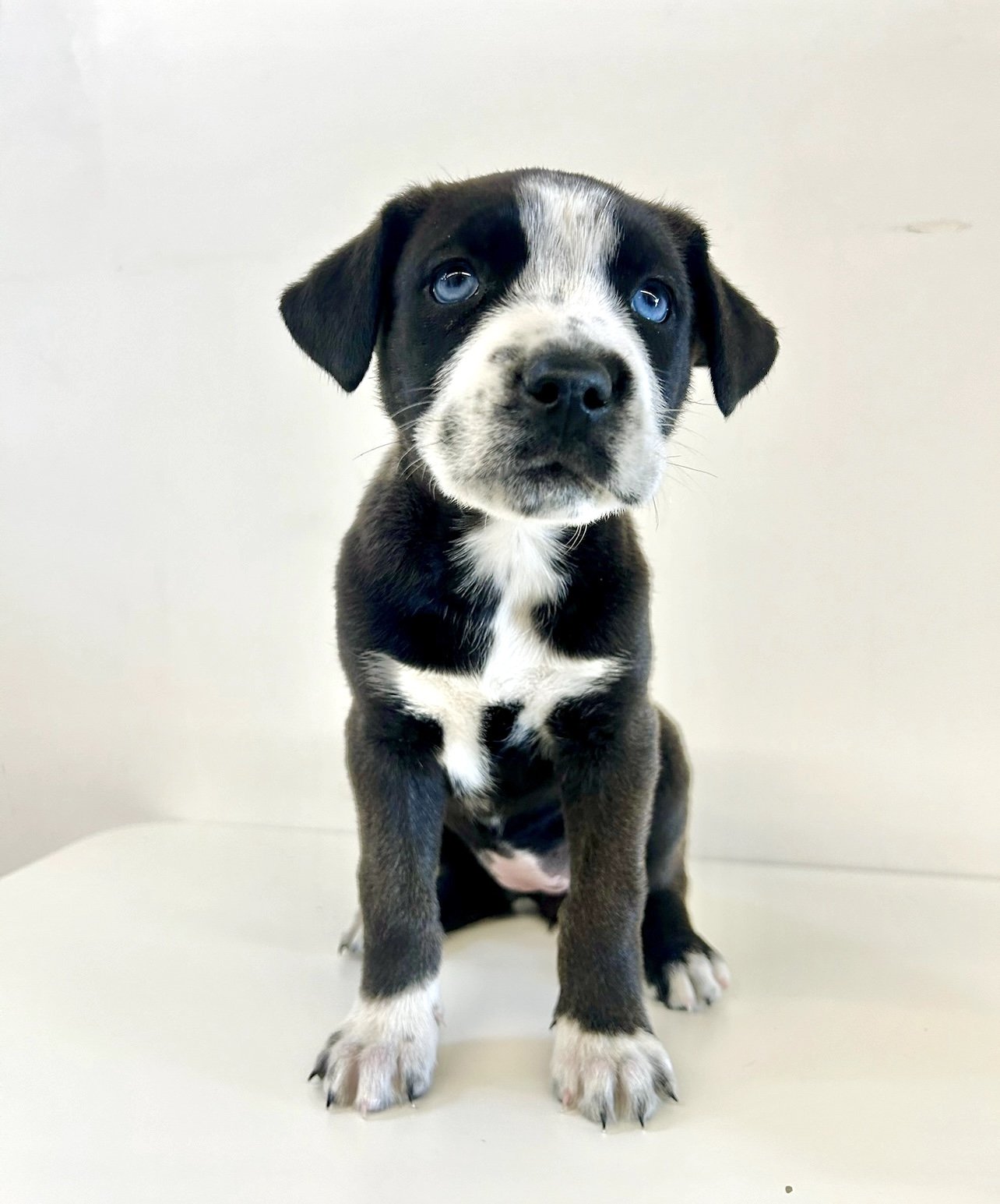 Adopt - LA — Wags and Walks