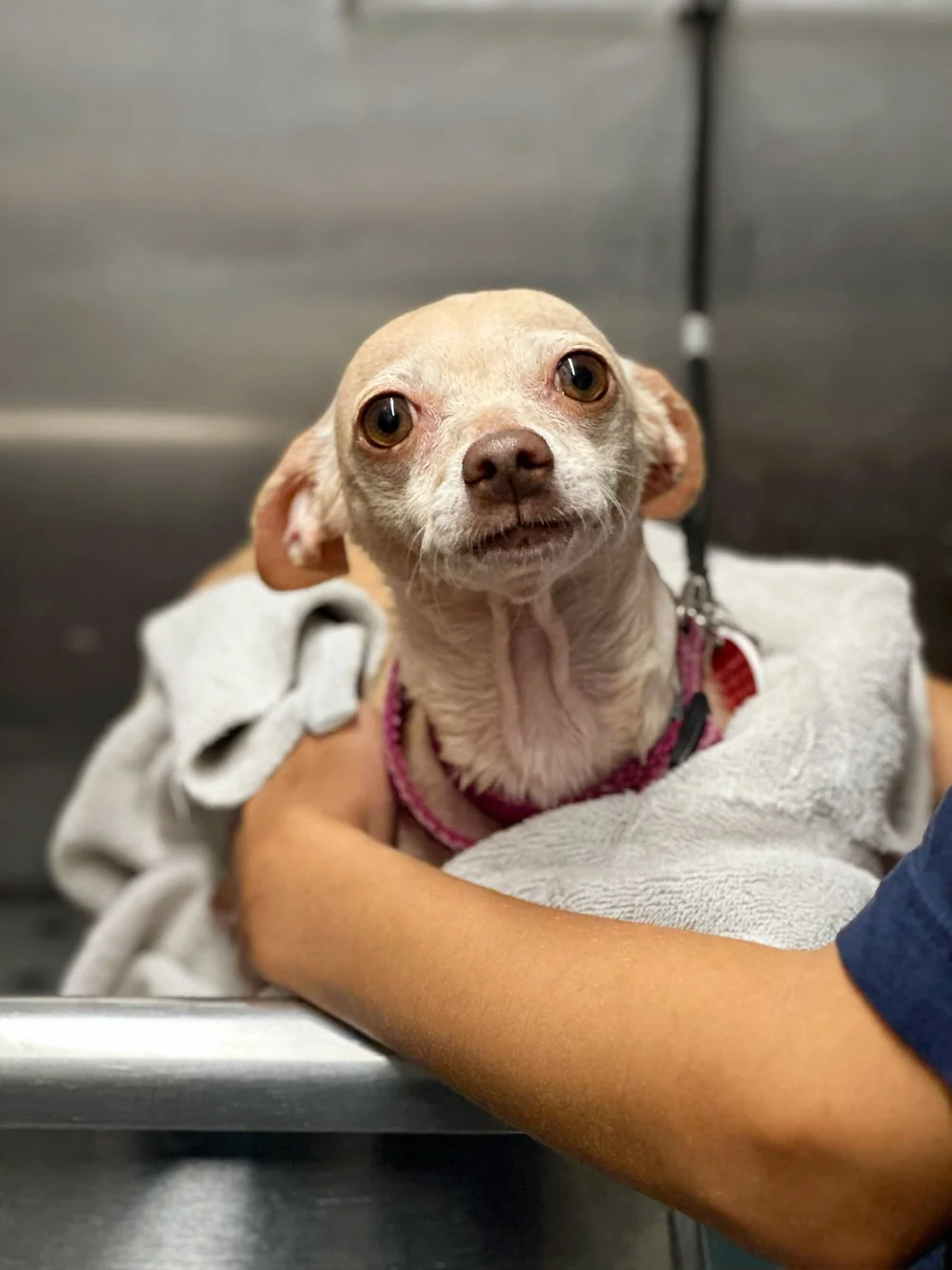 Adoptable Dogs Los Angeles — Wags and Walks