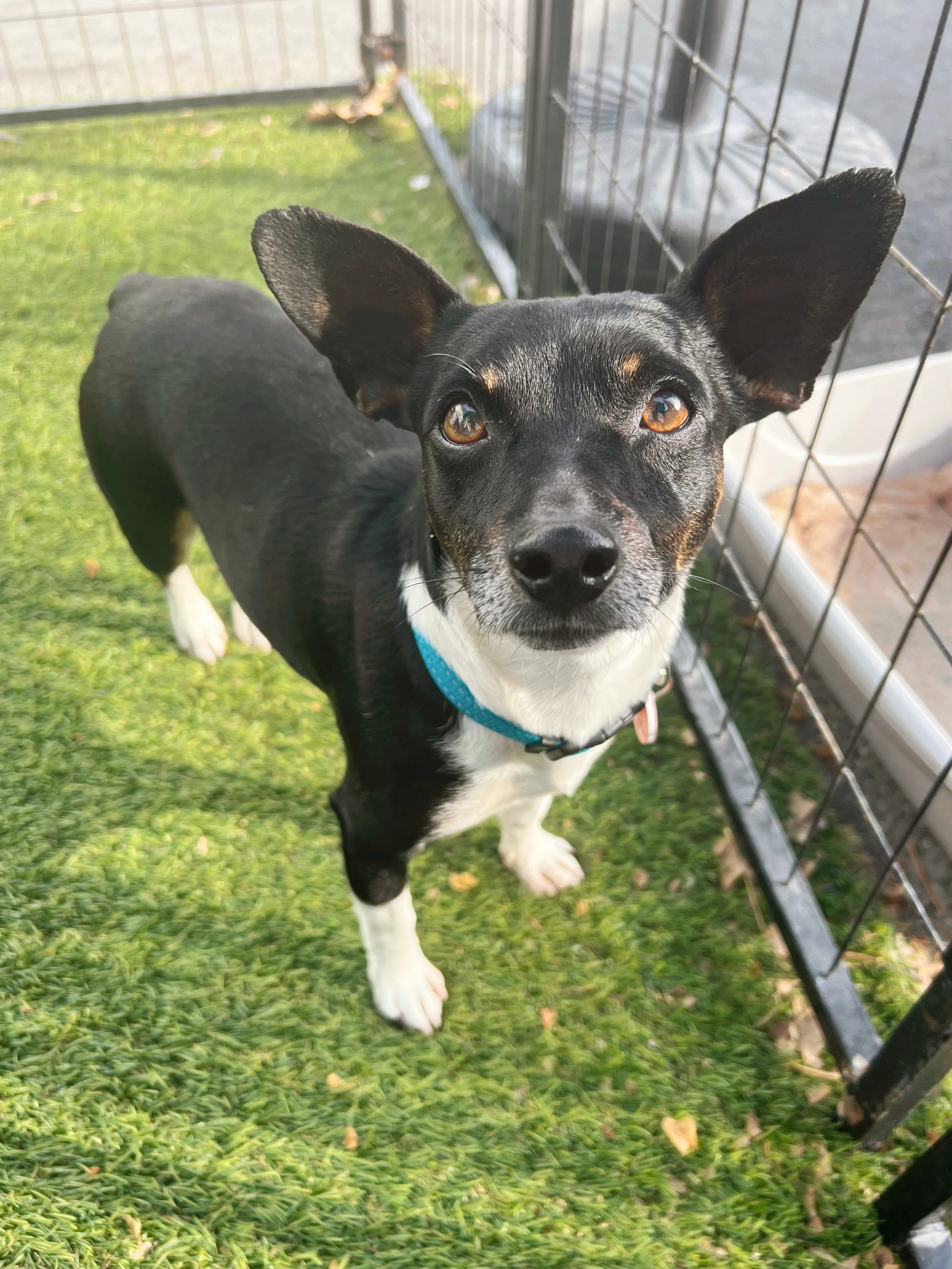 Adopt - LA — Wags and Walks