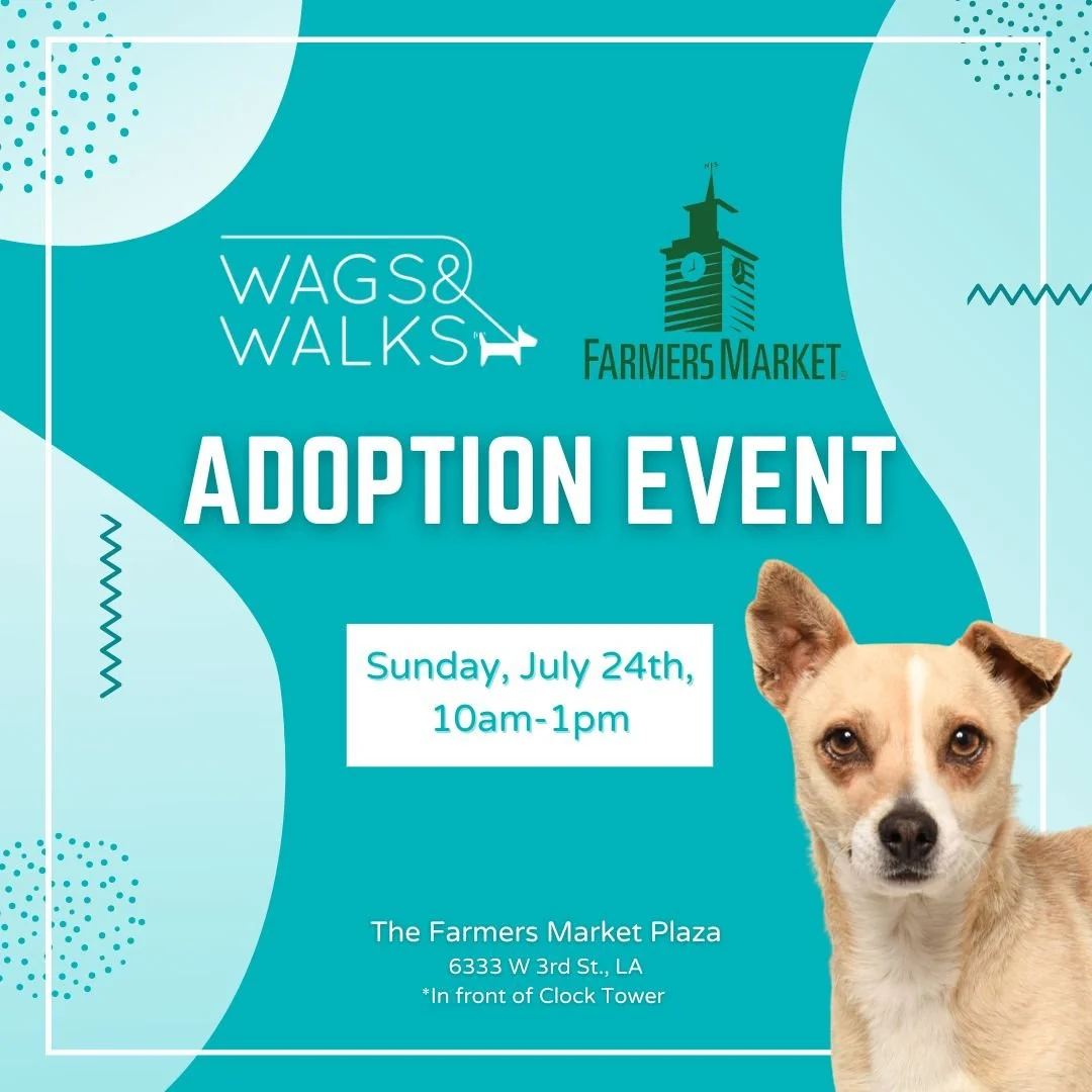 Farmer s Market Adoption Event Wags And Walks farmer-s-market-adoption-event-wags-and-walks