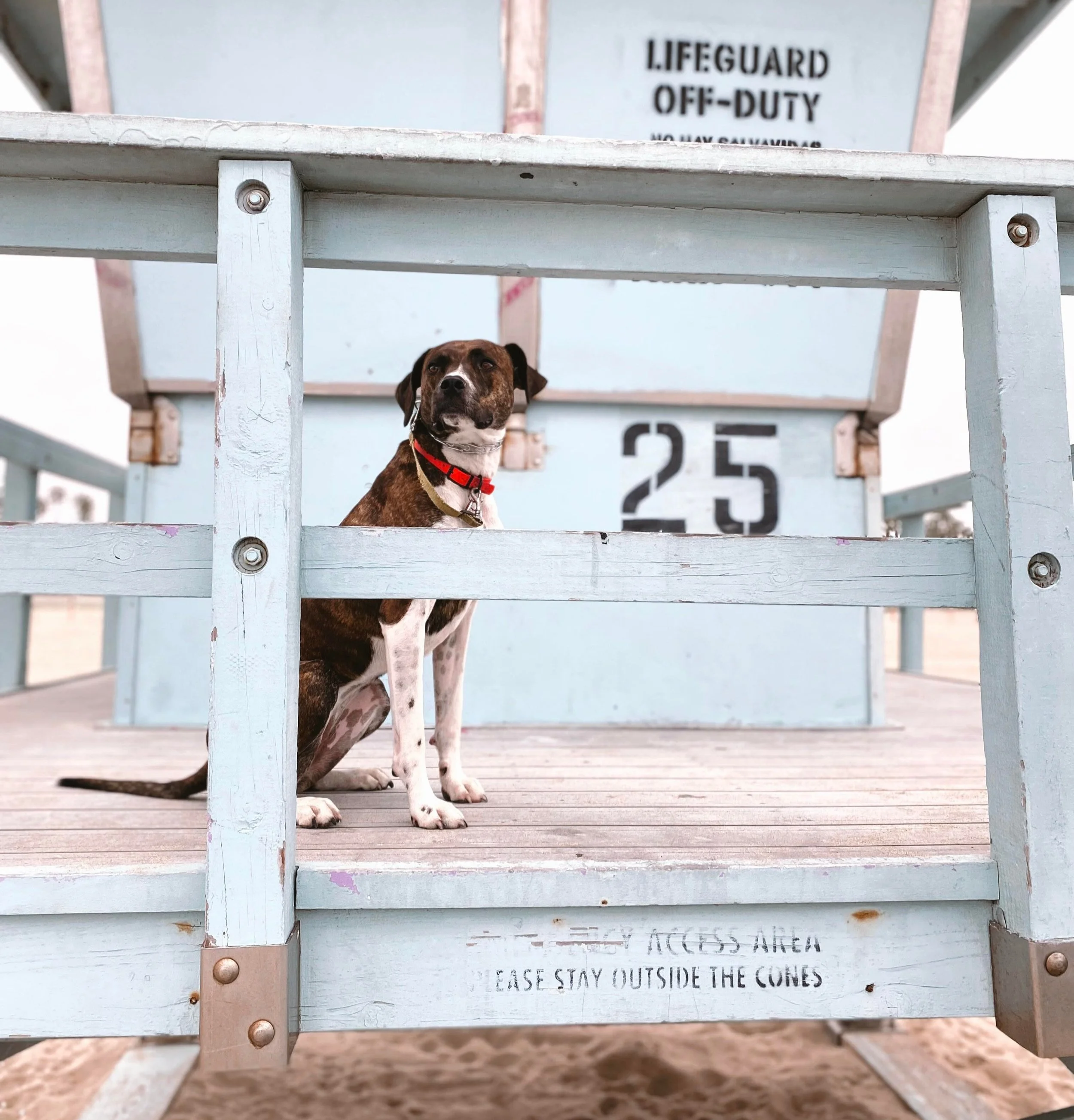 Bark & Beach: Wags Beach Meetup — Wags and Walks