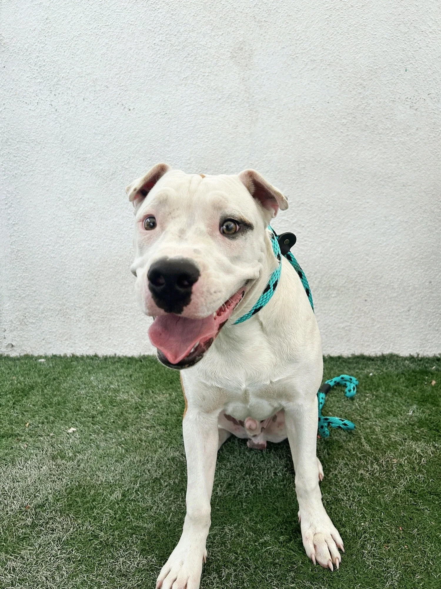 Available Dogs Los Angeles — Wags and Walks