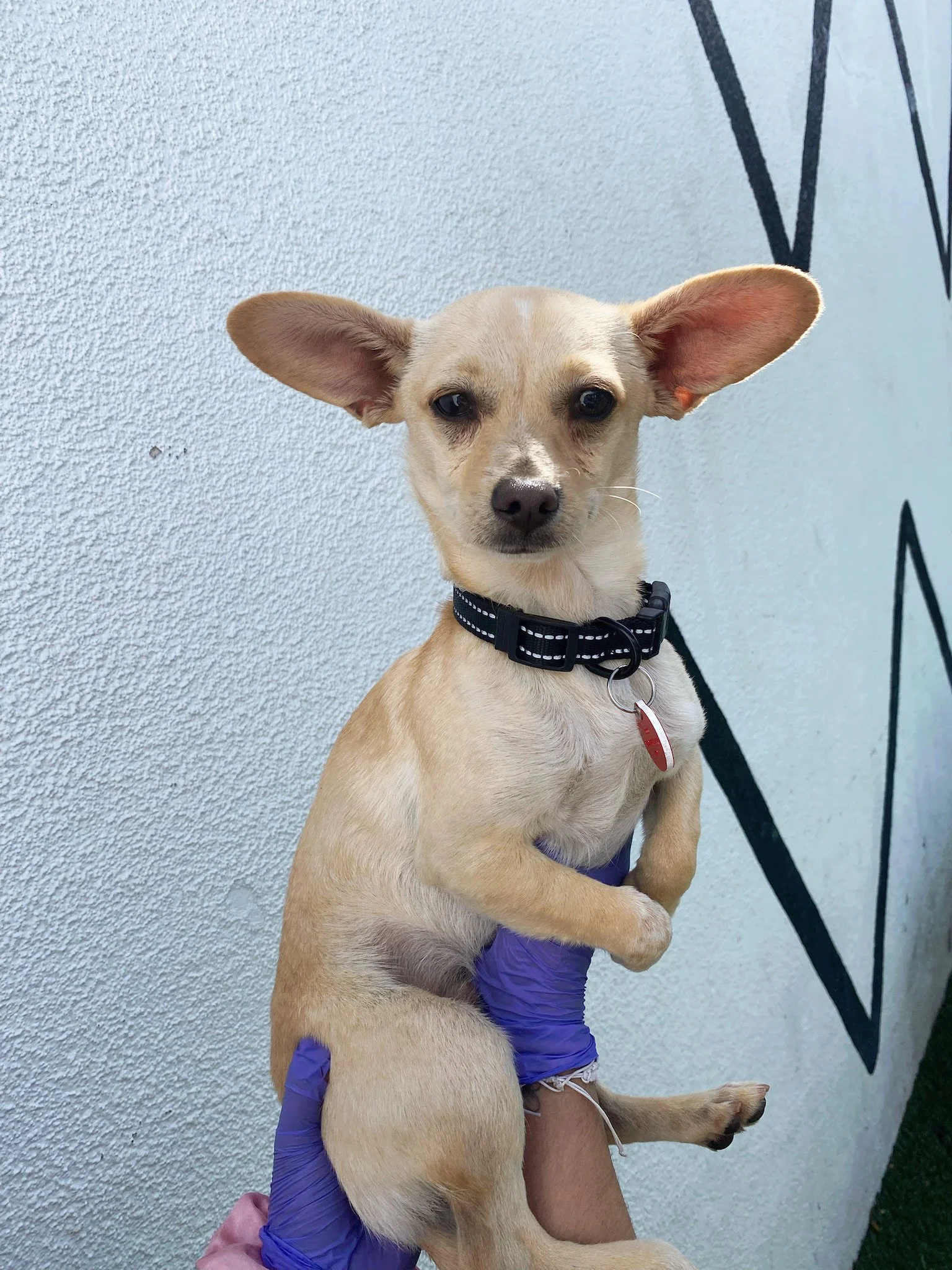 Adopt - LA — Wags and Walks