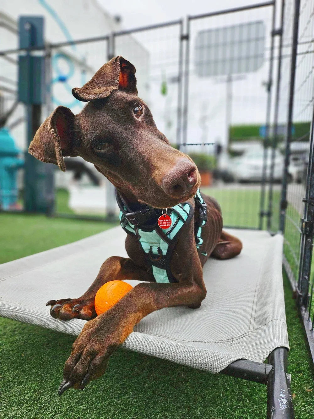 Available Dogs Los Angeles — Wags and Walks