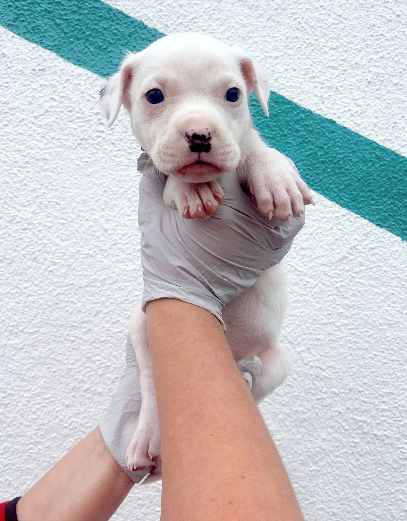 Adopt - LA — Wags and Walks