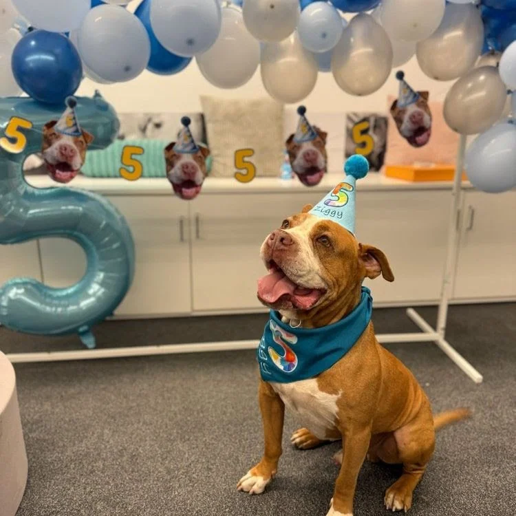 LA Events Calendar — Wags and Walks