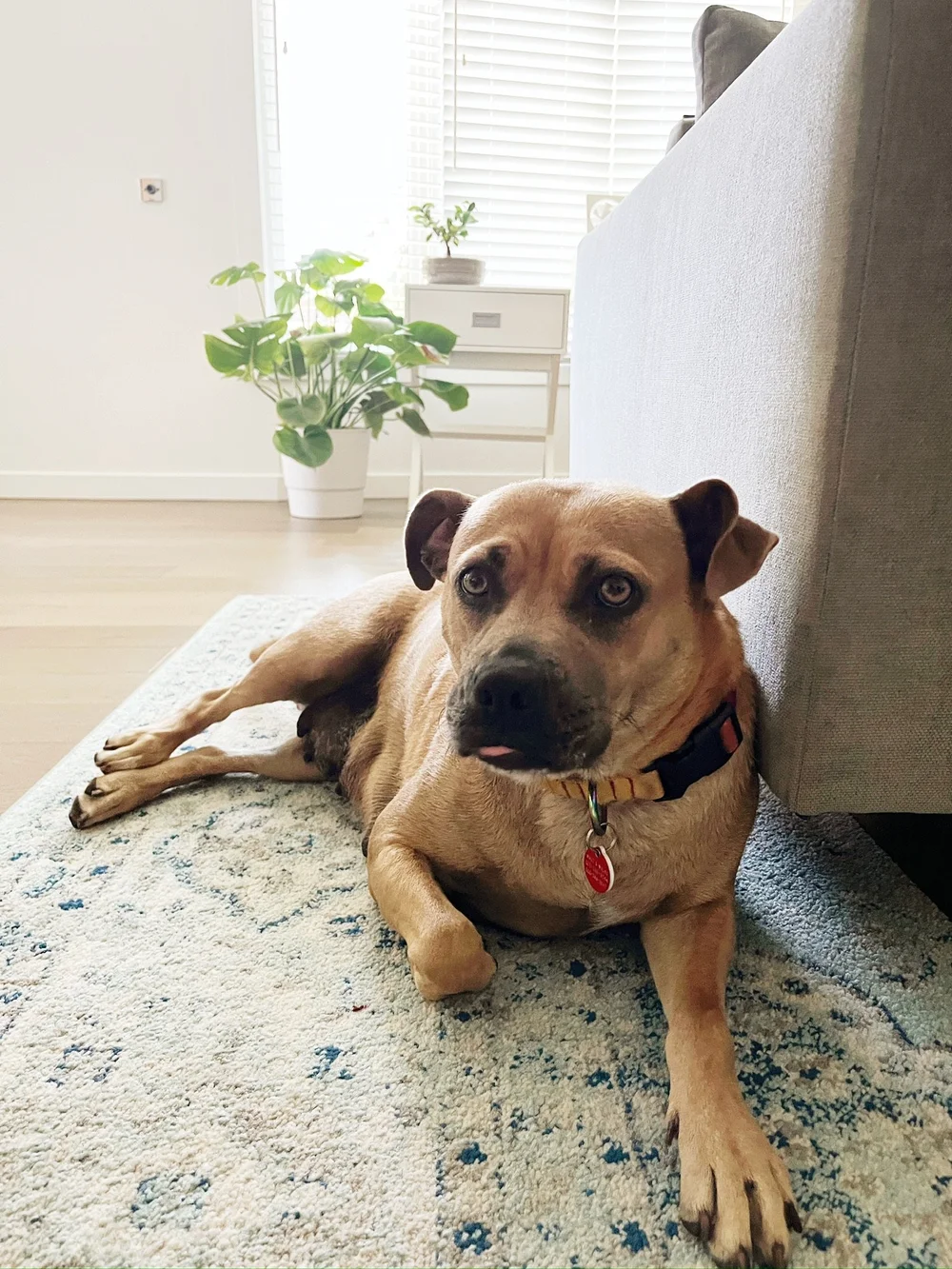 Adoptable Dogs Los Angeles — Wags and Walks