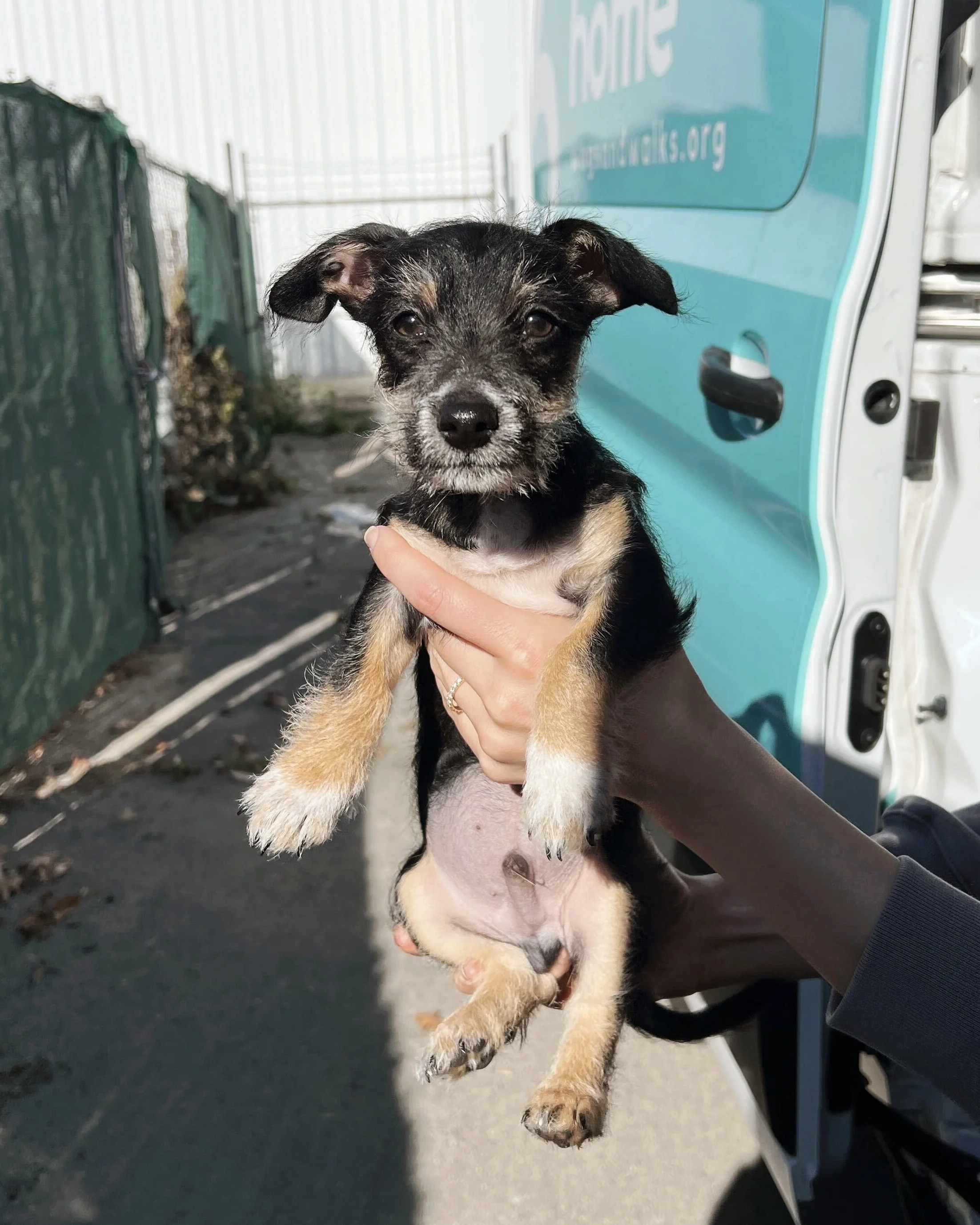 Adopt - LA — Wags and Walks