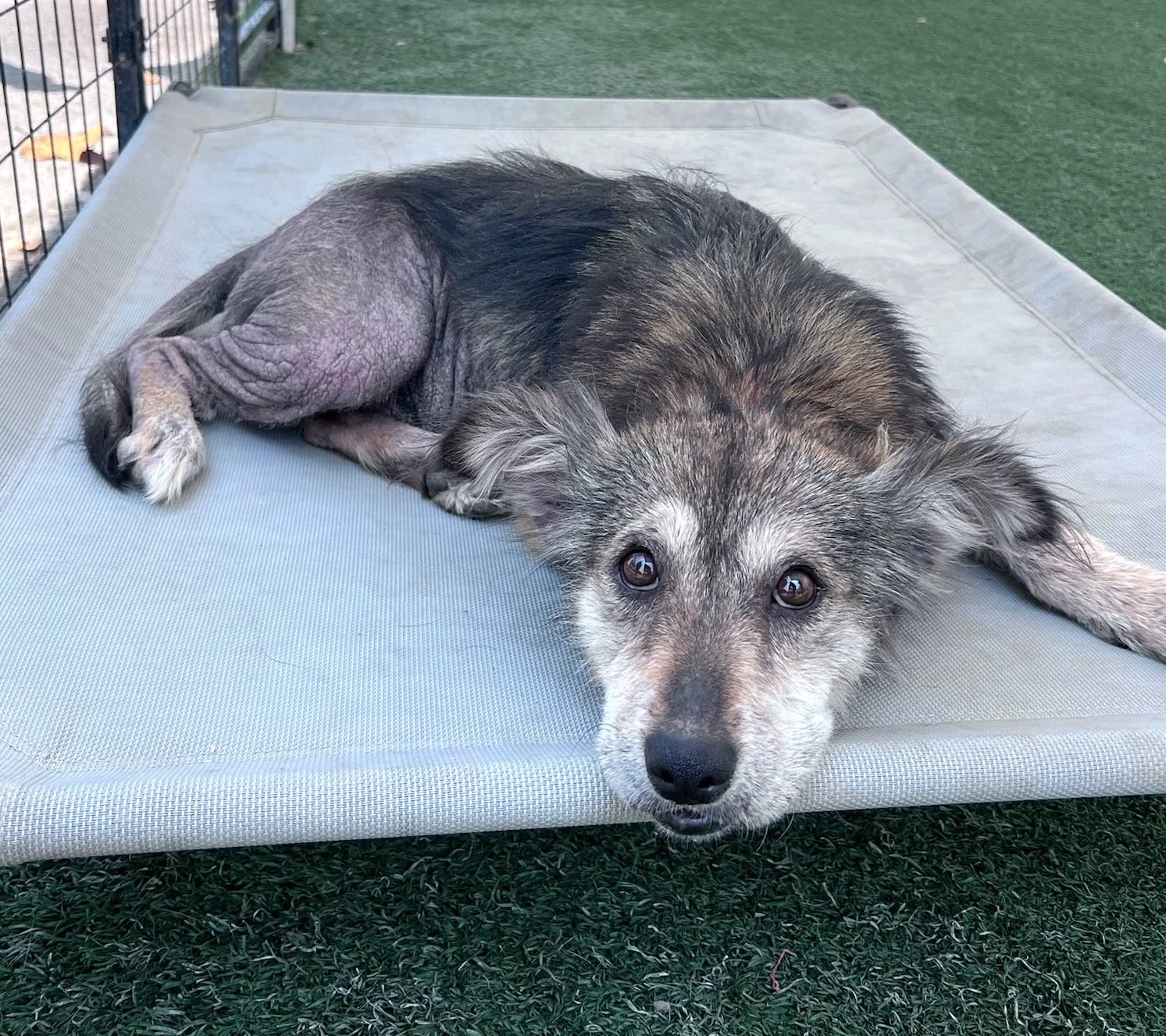 Available Dogs Los Angeles — Wags and Walks