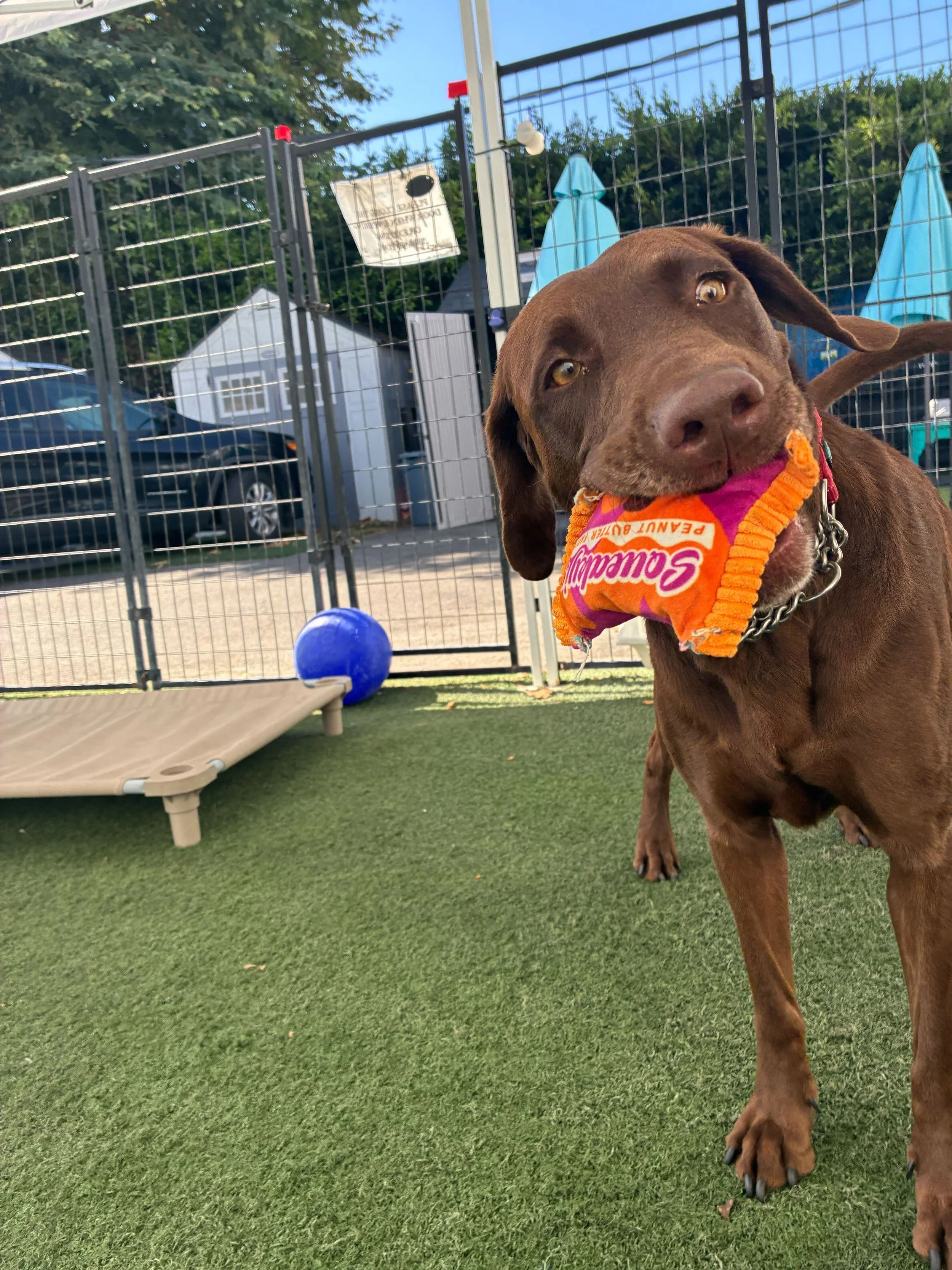 Adoptable Dogs Los Angeles — Wags and Walks