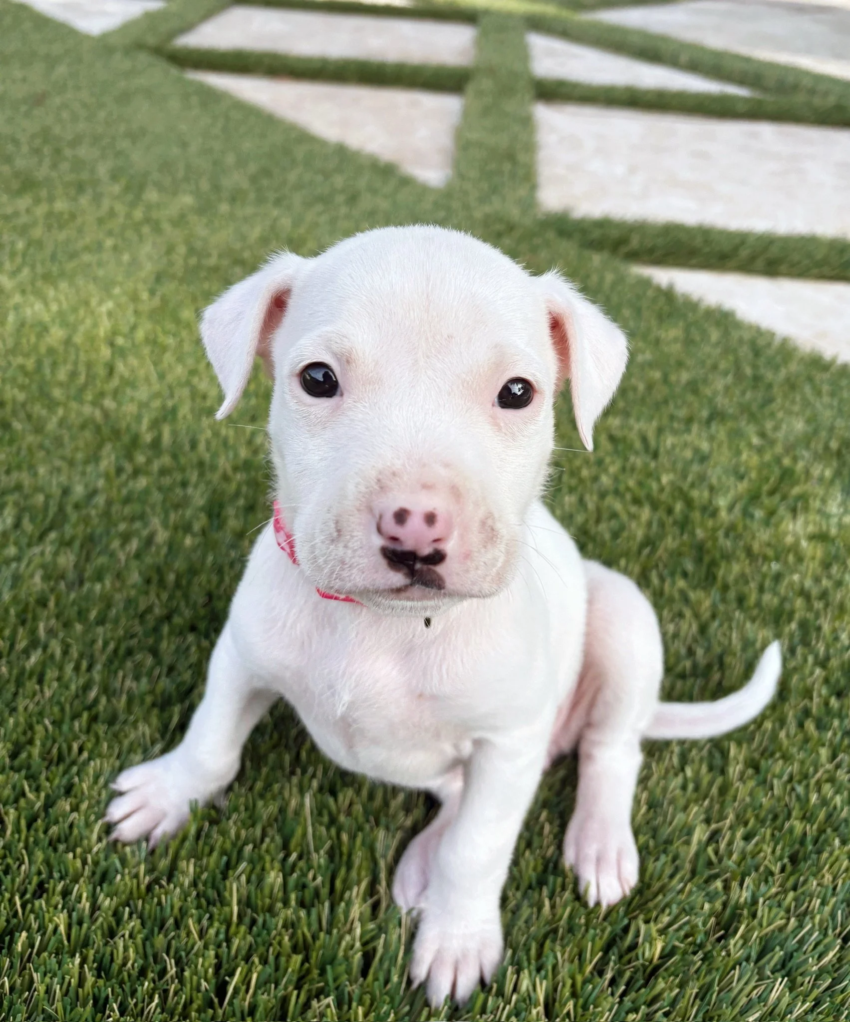 Adopt - LA — Wags and Walks