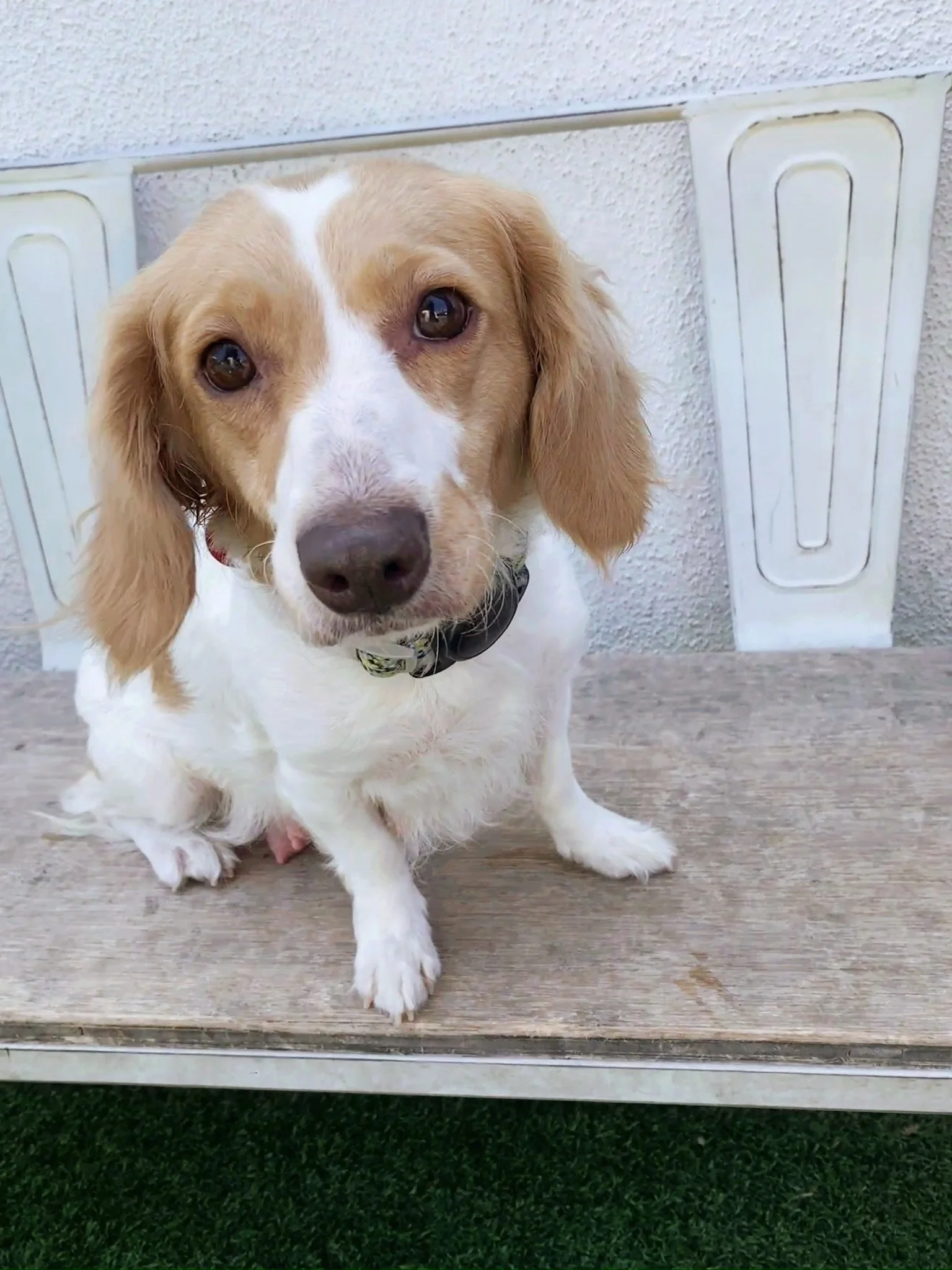 Adopt - LA — Wags and Walks