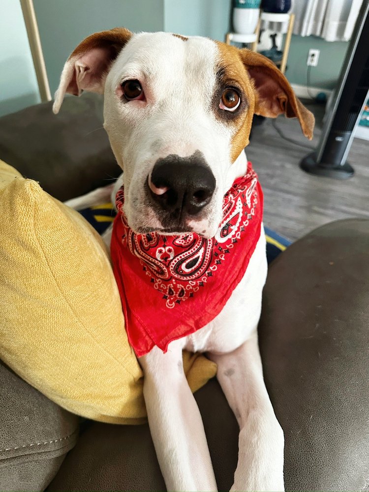 Available Dogs Los Angeles — Wags and Walks