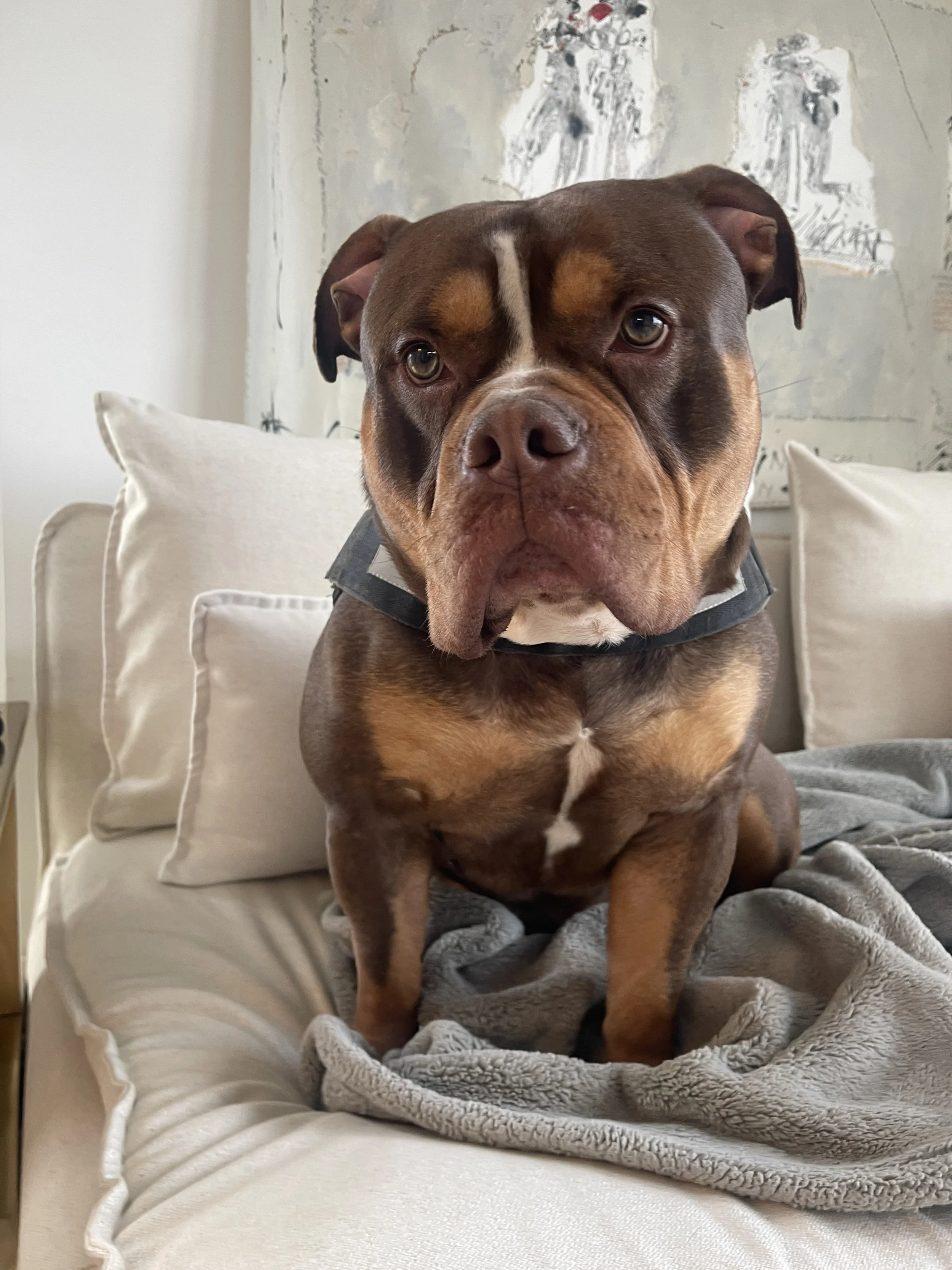 Adopt - Nashville — Wags and Walks