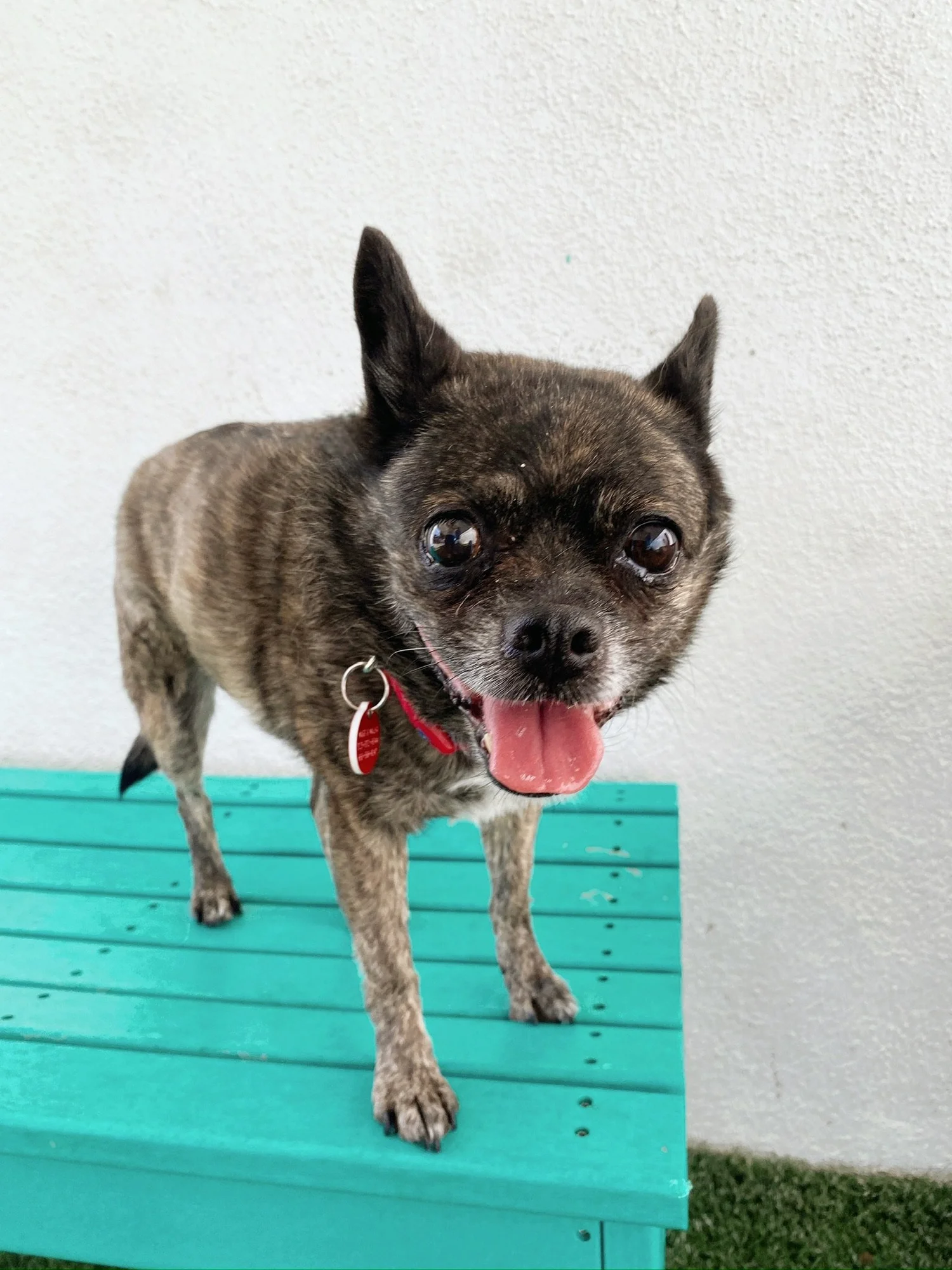 Adoptable Dogs Los Angeles — Wags and Walks