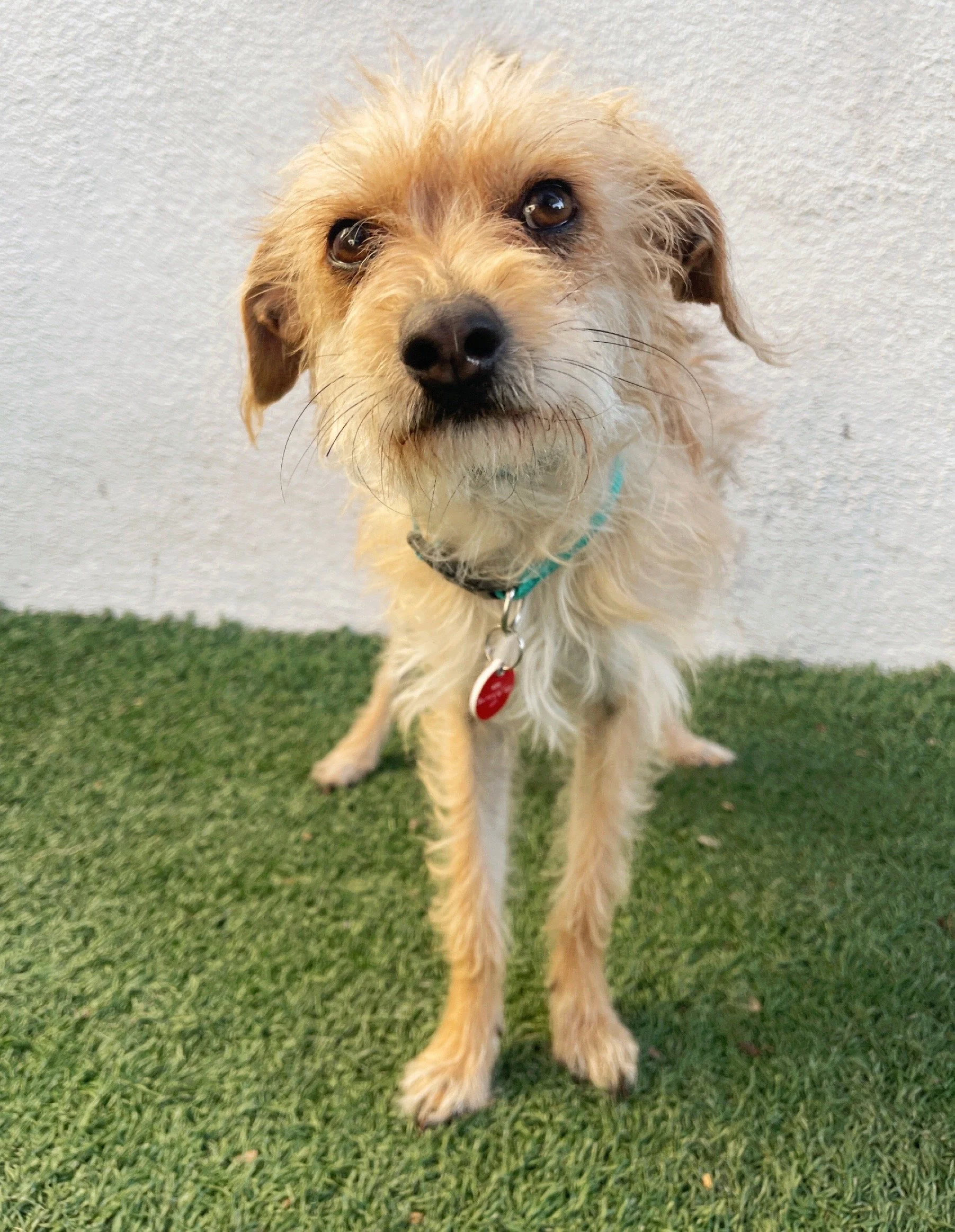 Adopt - LA — Wags and Walks