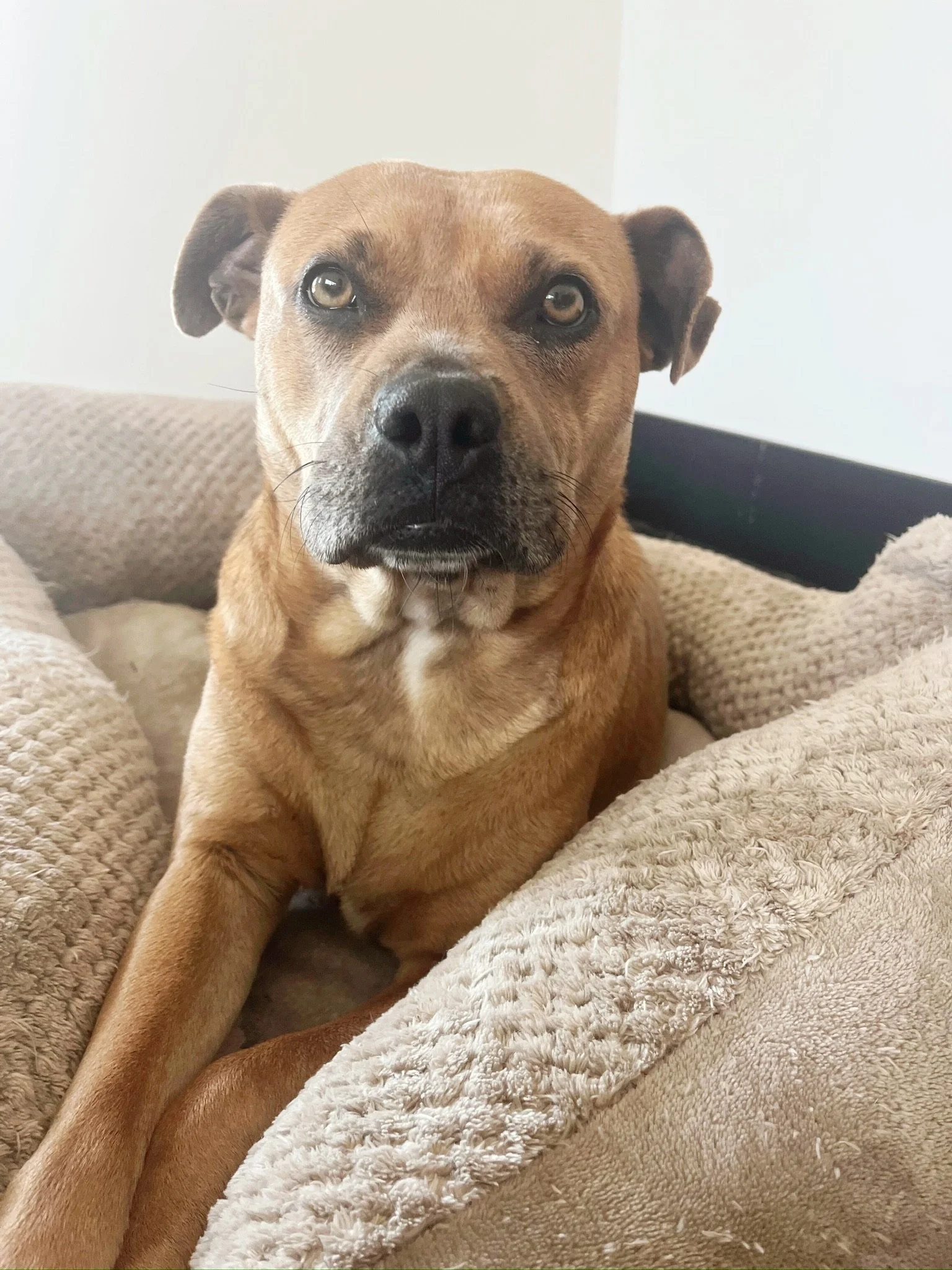Adoptable Dogs Los Angeles — Wags and Walks