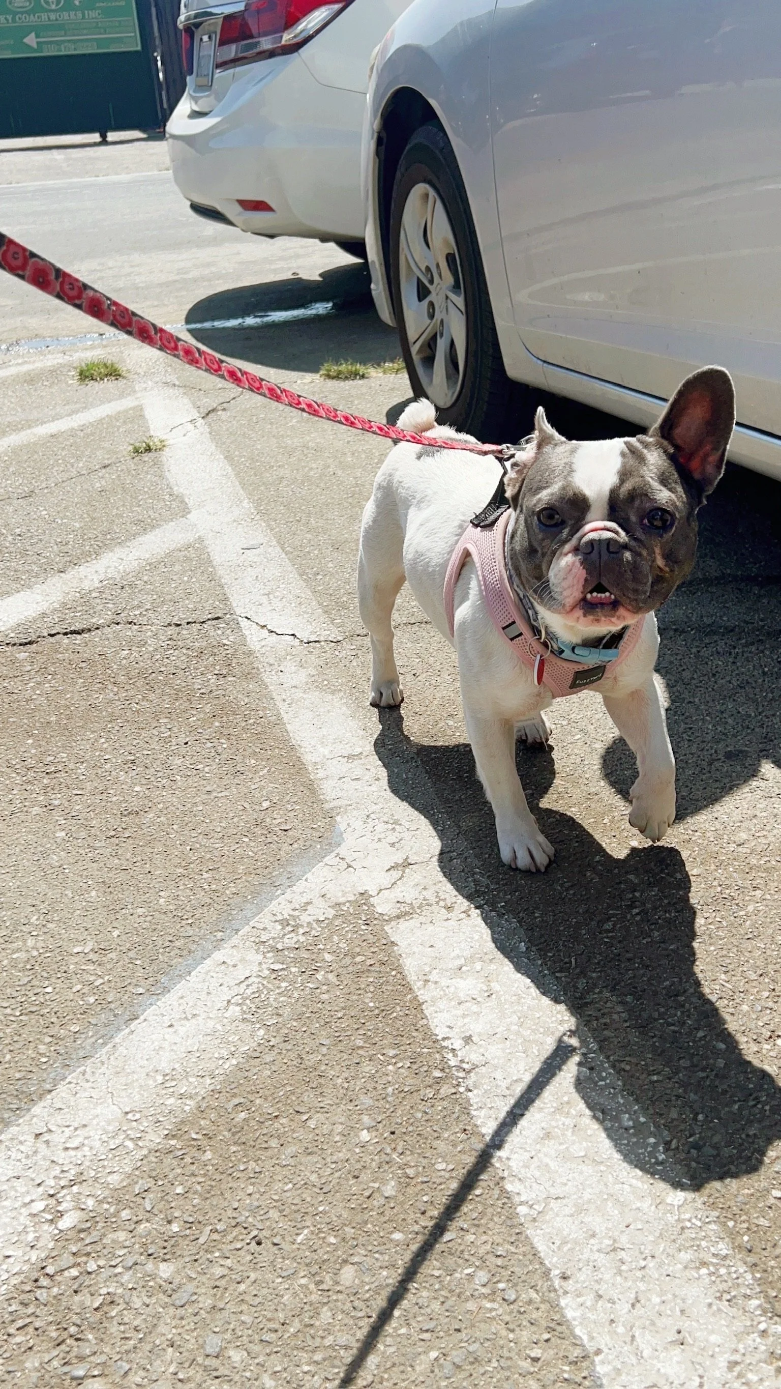 Available Dogs Los Angeles — Wags and Walks