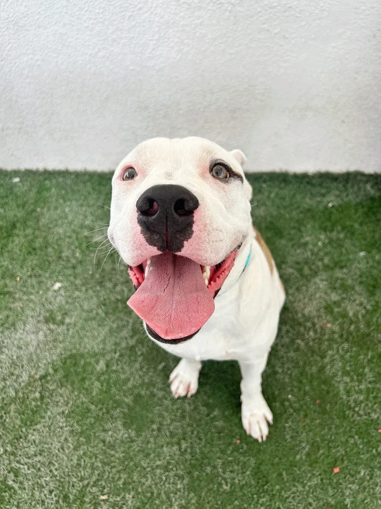 Available Dogs Los Angeles — Wags and Walks