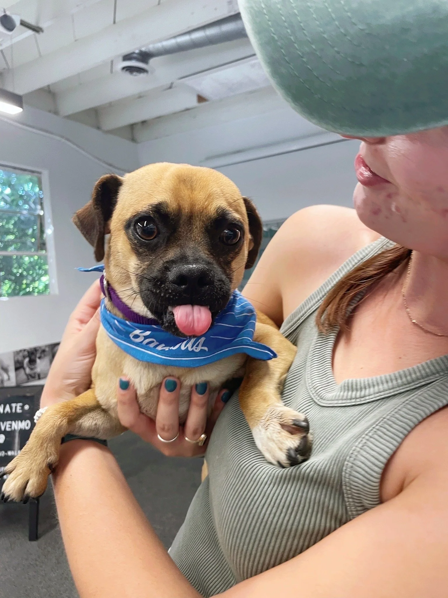 Available Dogs Los Angeles — Wags and Walks