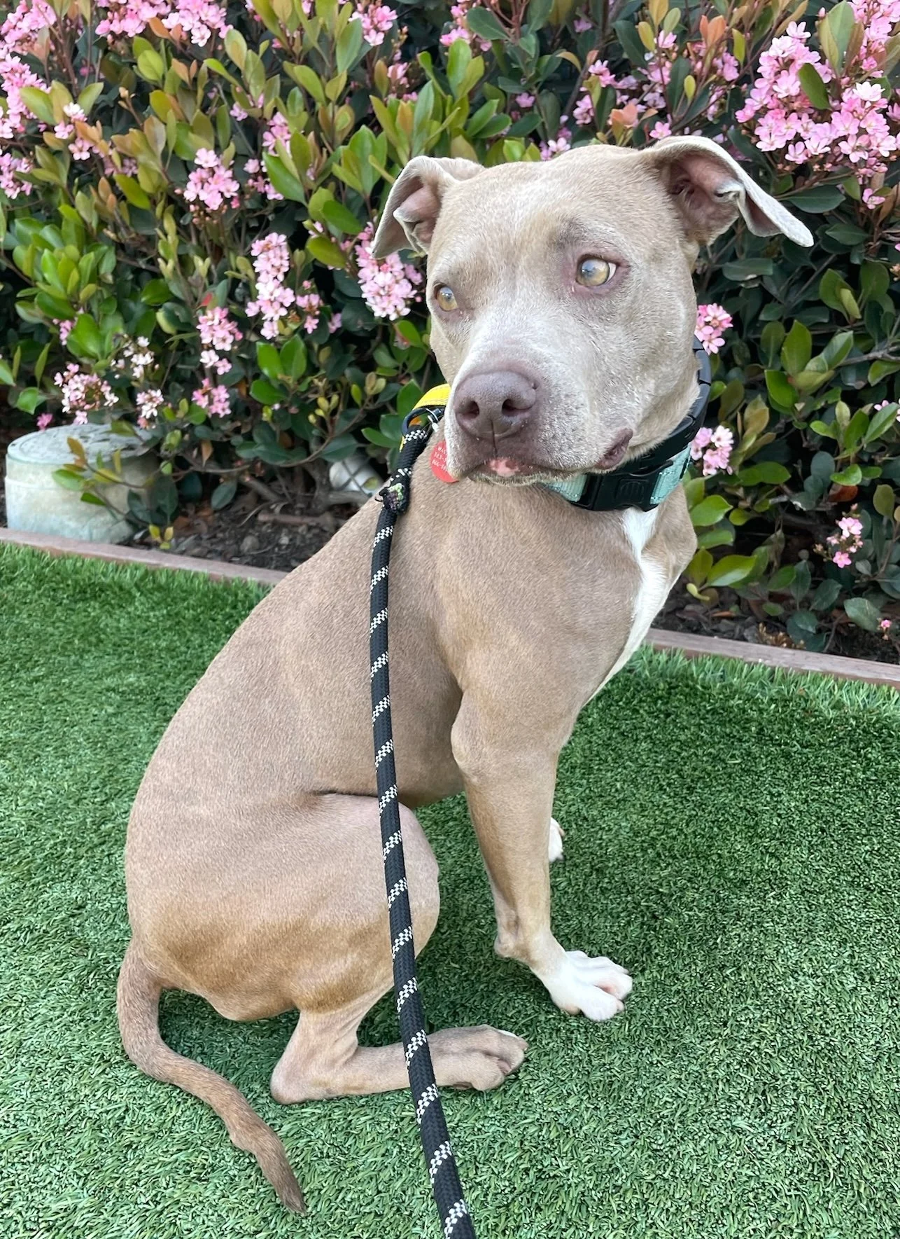 Adoptable Dogs Los Angeles — Wags and Walks