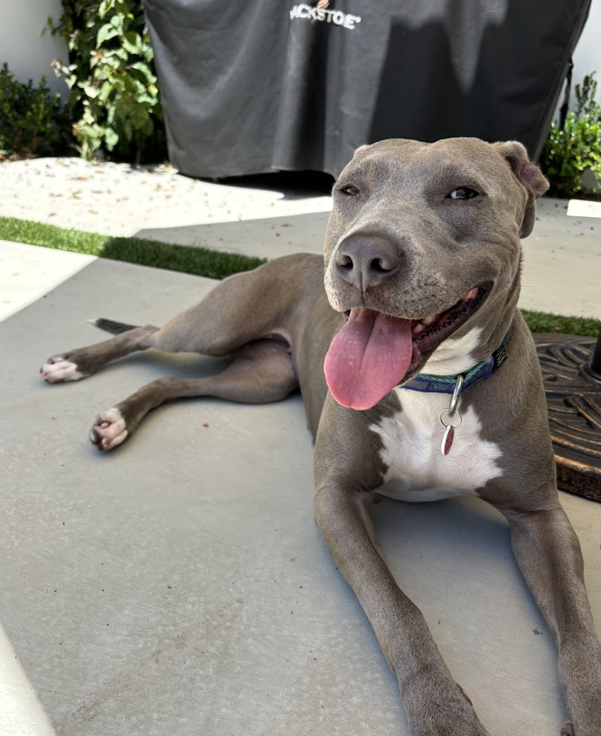 Adoptable Dogs Los Angeles — Wags and Walks