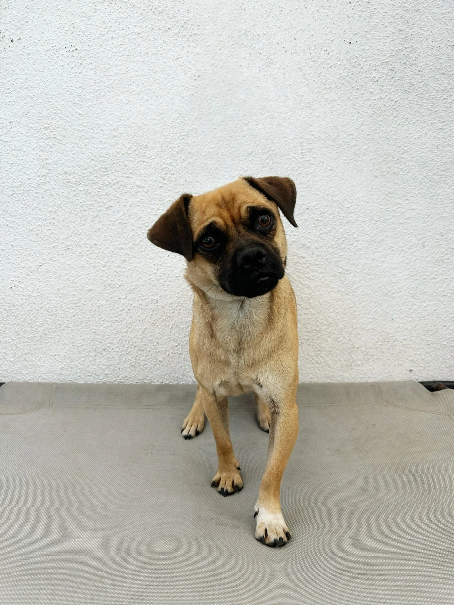 Available Dogs Los Angeles — Wags and Walks