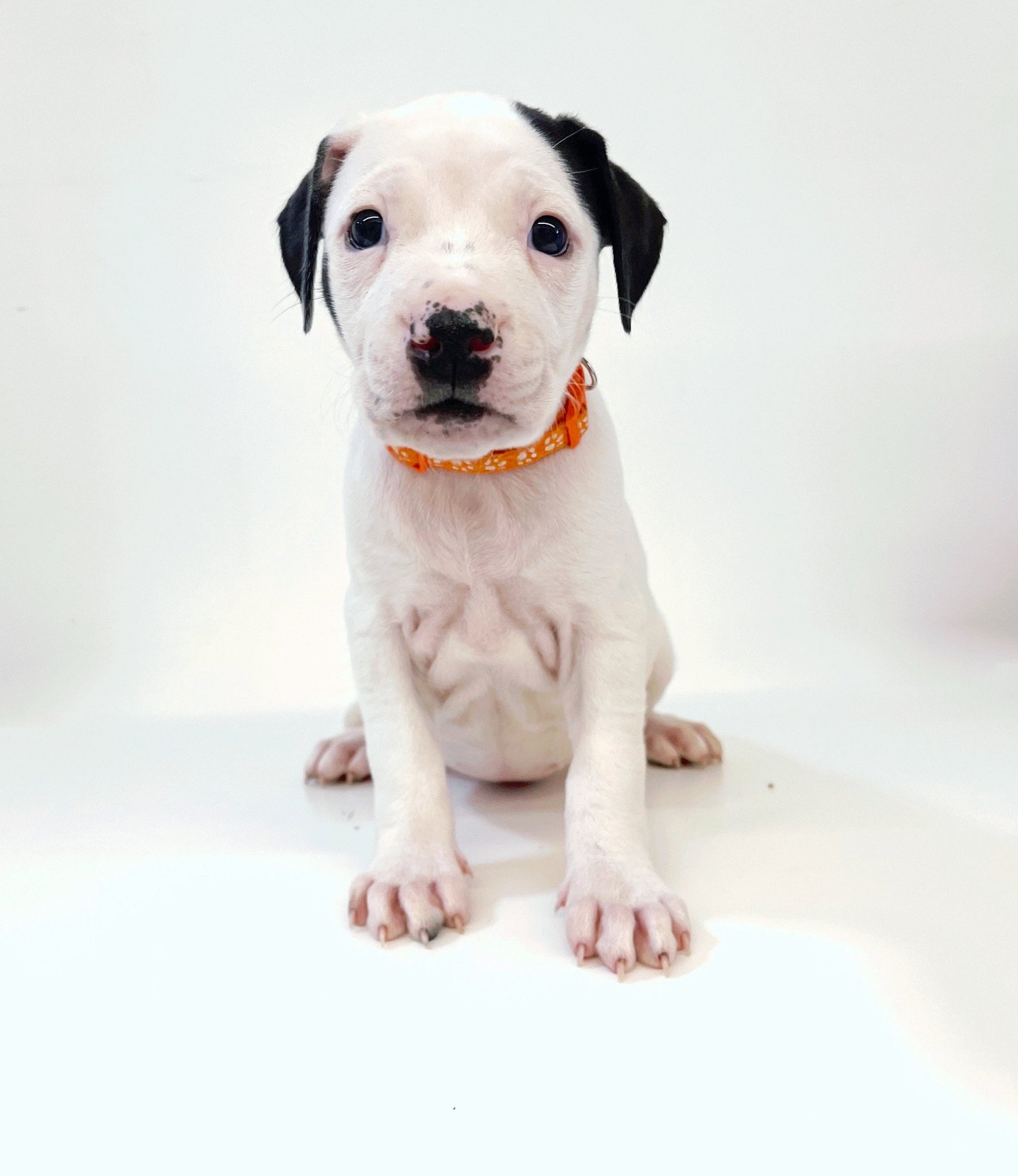 Available Dogs Los Angeles — Wags and Walks