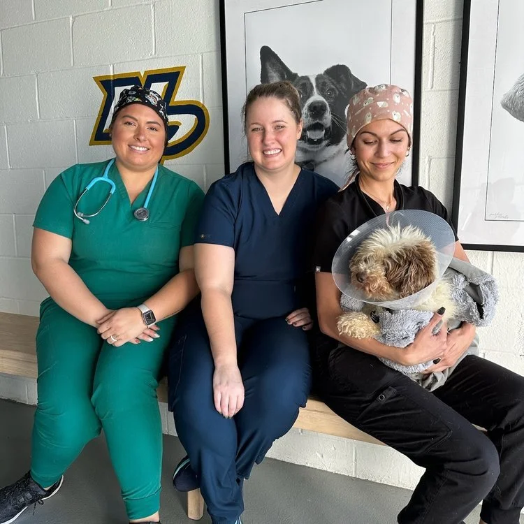 Medical Clinic — Wags and Walks