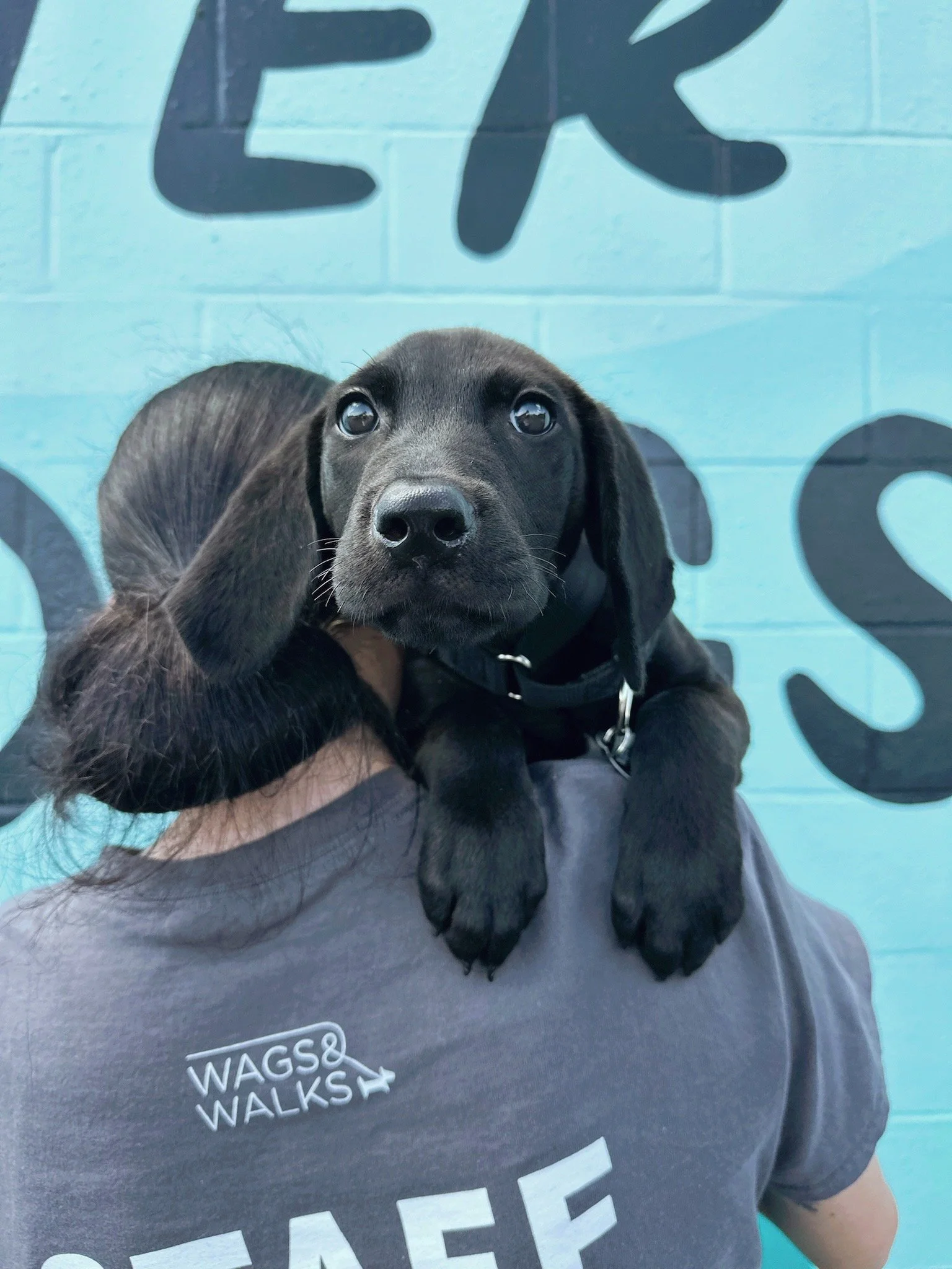 Sweet Pea — Wags and Walks